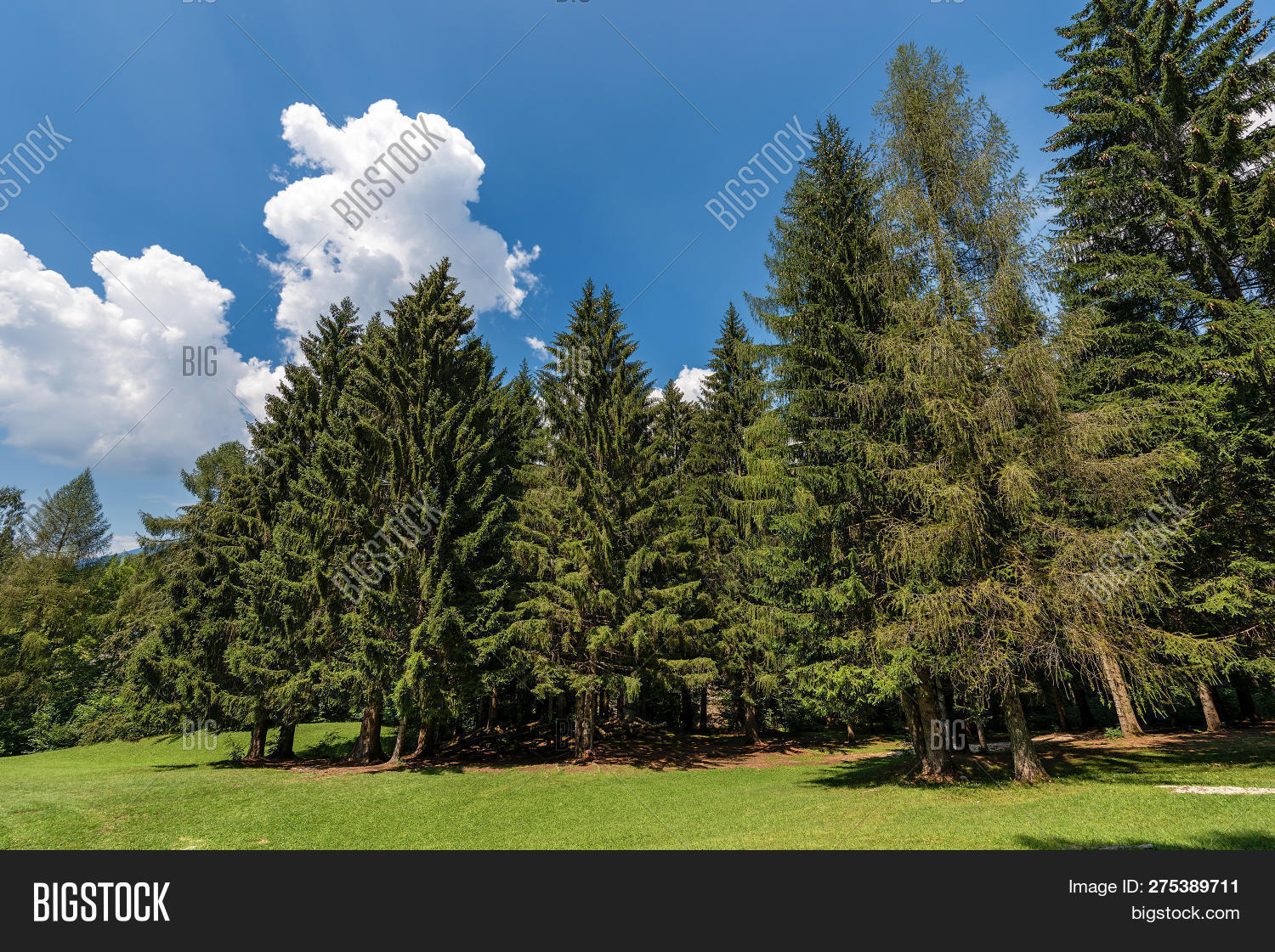 Evergreen Trees Green Image & Photo (Free Trial) | Bigstock