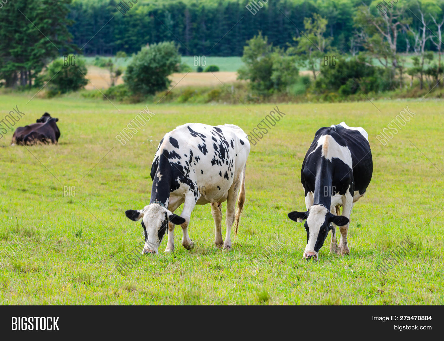 Pair Holstein Image & Photo (Free Trial) | Bigstock