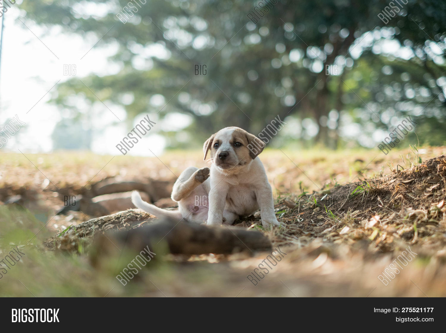 Stray Dog Scratches Image & Photo (Free Trial) | Bigstock