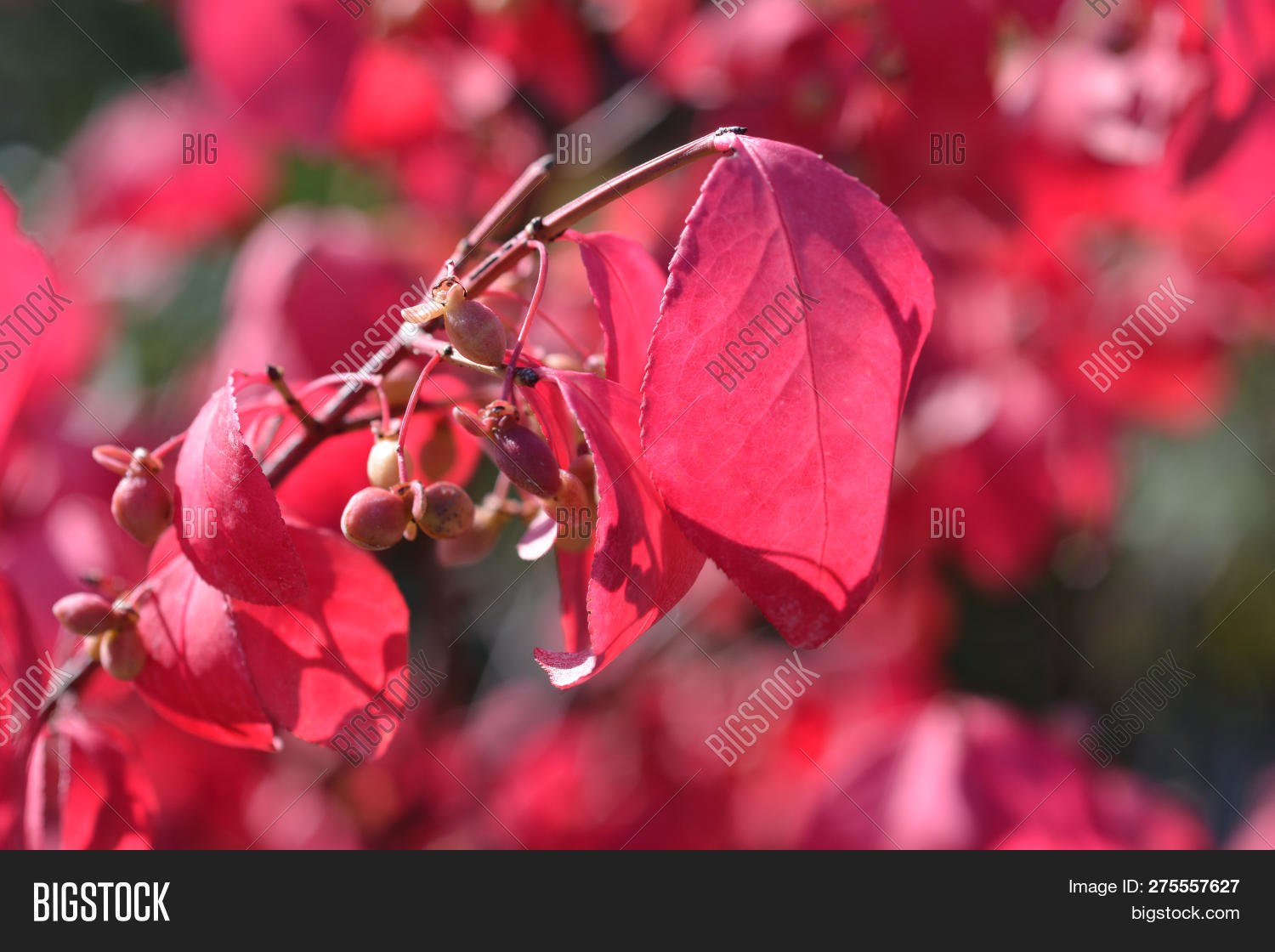 Burning Bush Red Image & Photo (Free Trial) | Bigstock