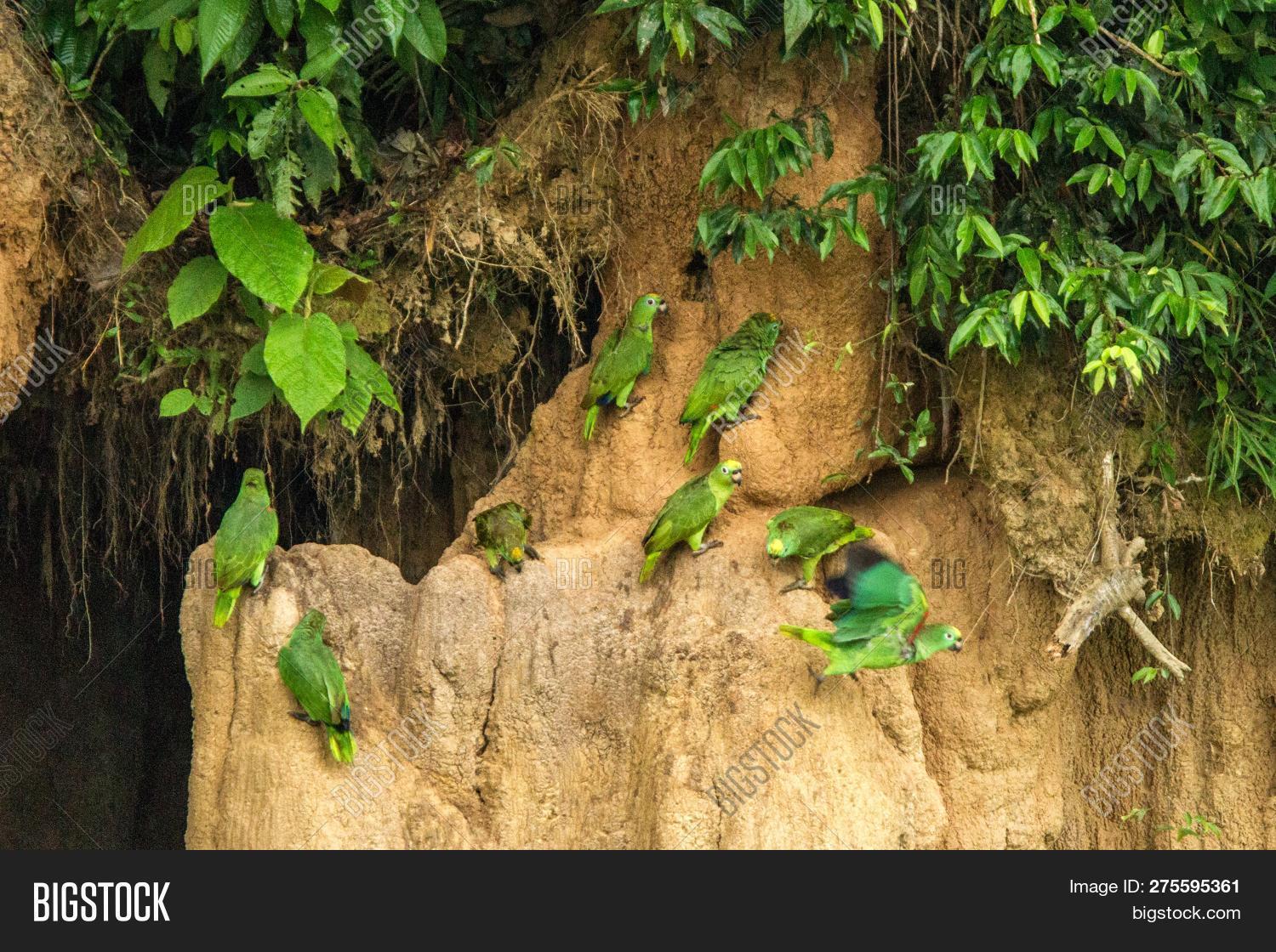 Green Parrots On Clay Image & Photo (Free Trial) | Bigstock