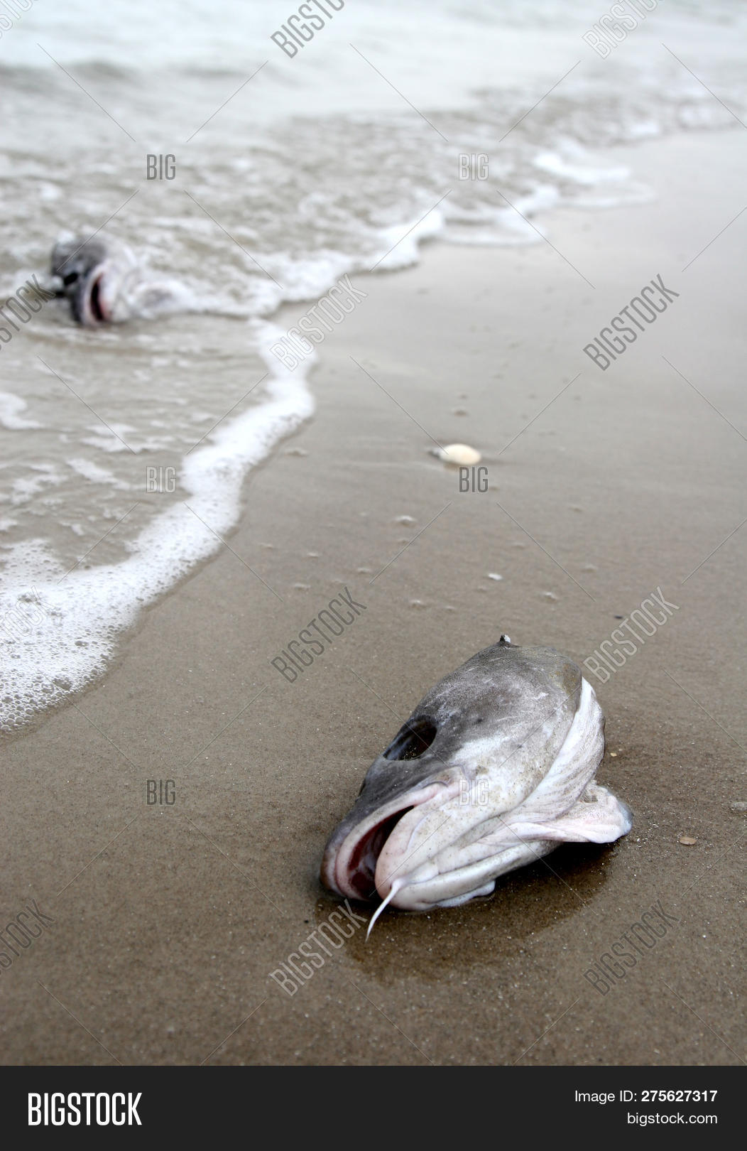Fish Head On Beach Image & Photo (Free Trial) | Bigstock