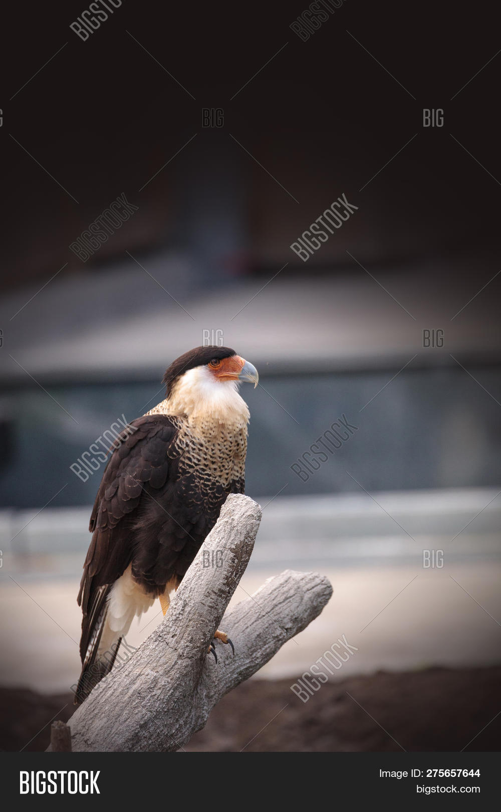 Crested Caracara Bird Image & Photo (Free Trial) | Bigstock