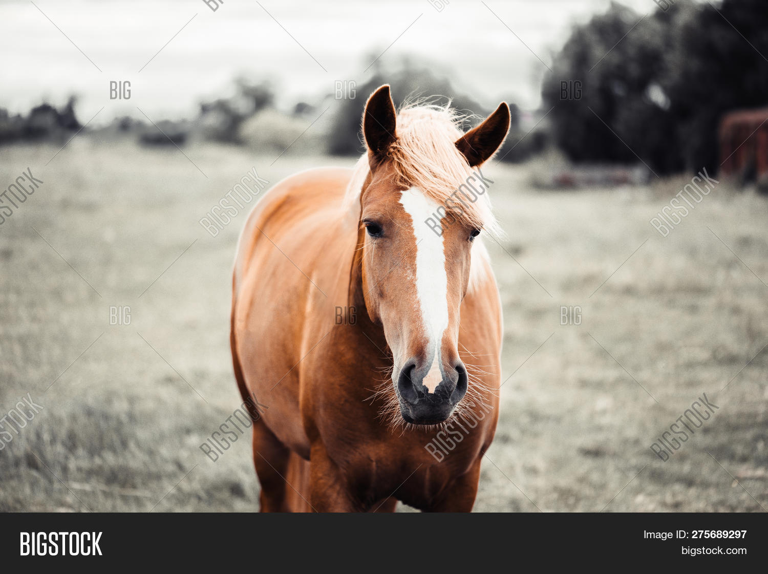 Brown Hourse Portrait Image & Photo (Free Trial) | Bigstock