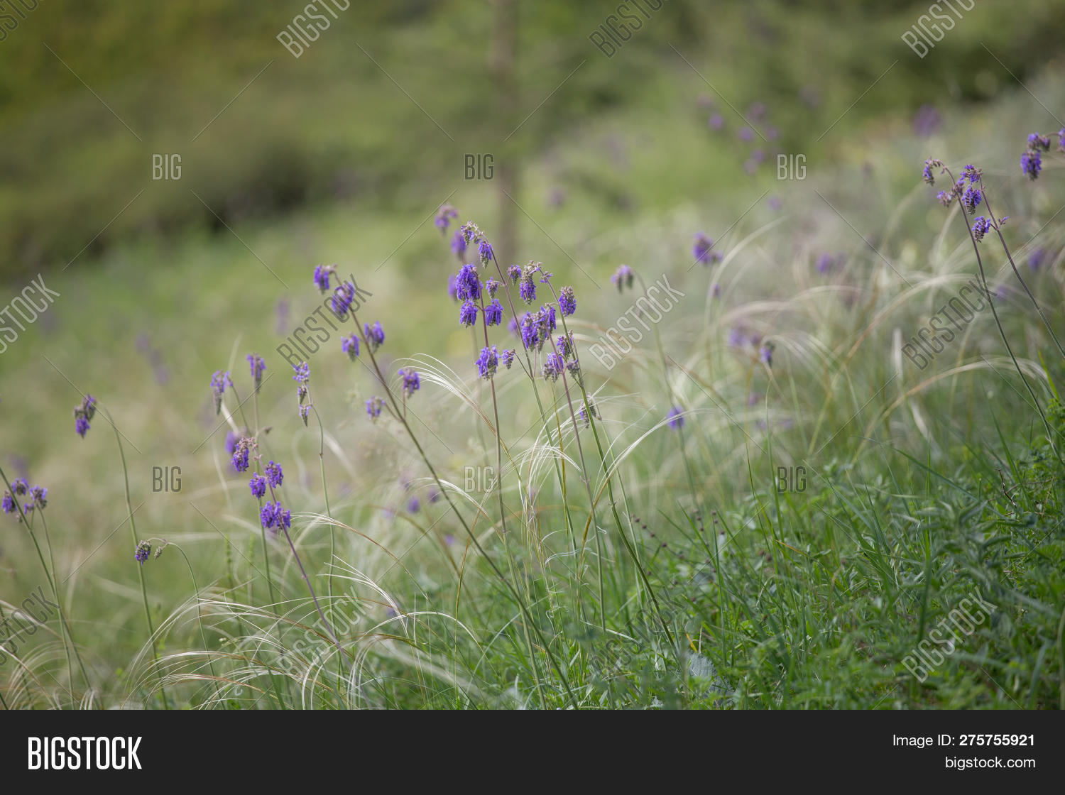 Stipa Capillata Known Image & Photo (Free Trial) | Bigstock