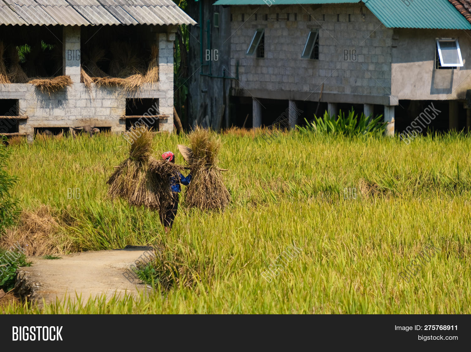 Woman Farmer Carrying Image & Photo (Free Trial) | Bigstock