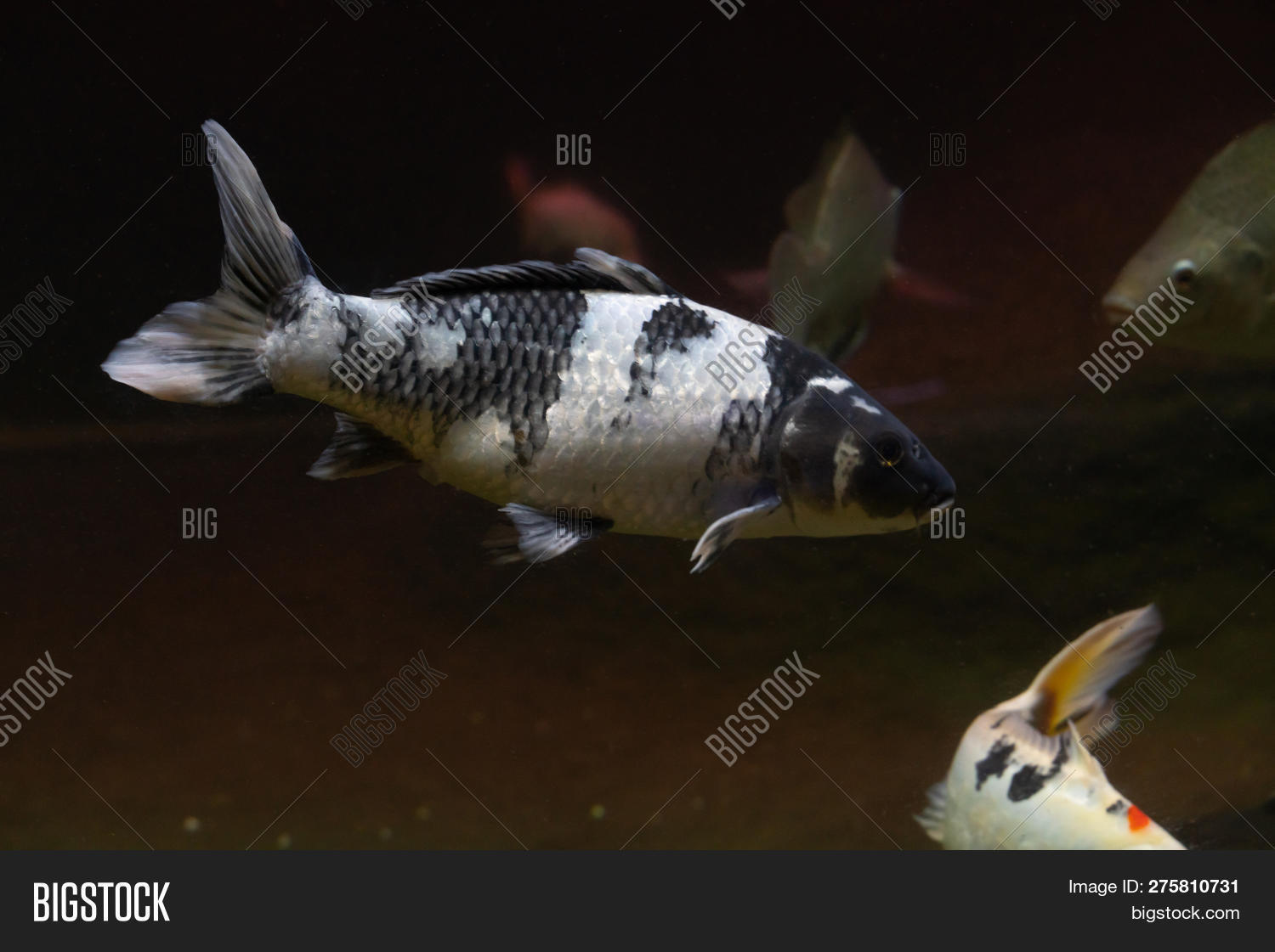 Beautiful White Fish Image & Photo (Free Trial) | Bigstock
