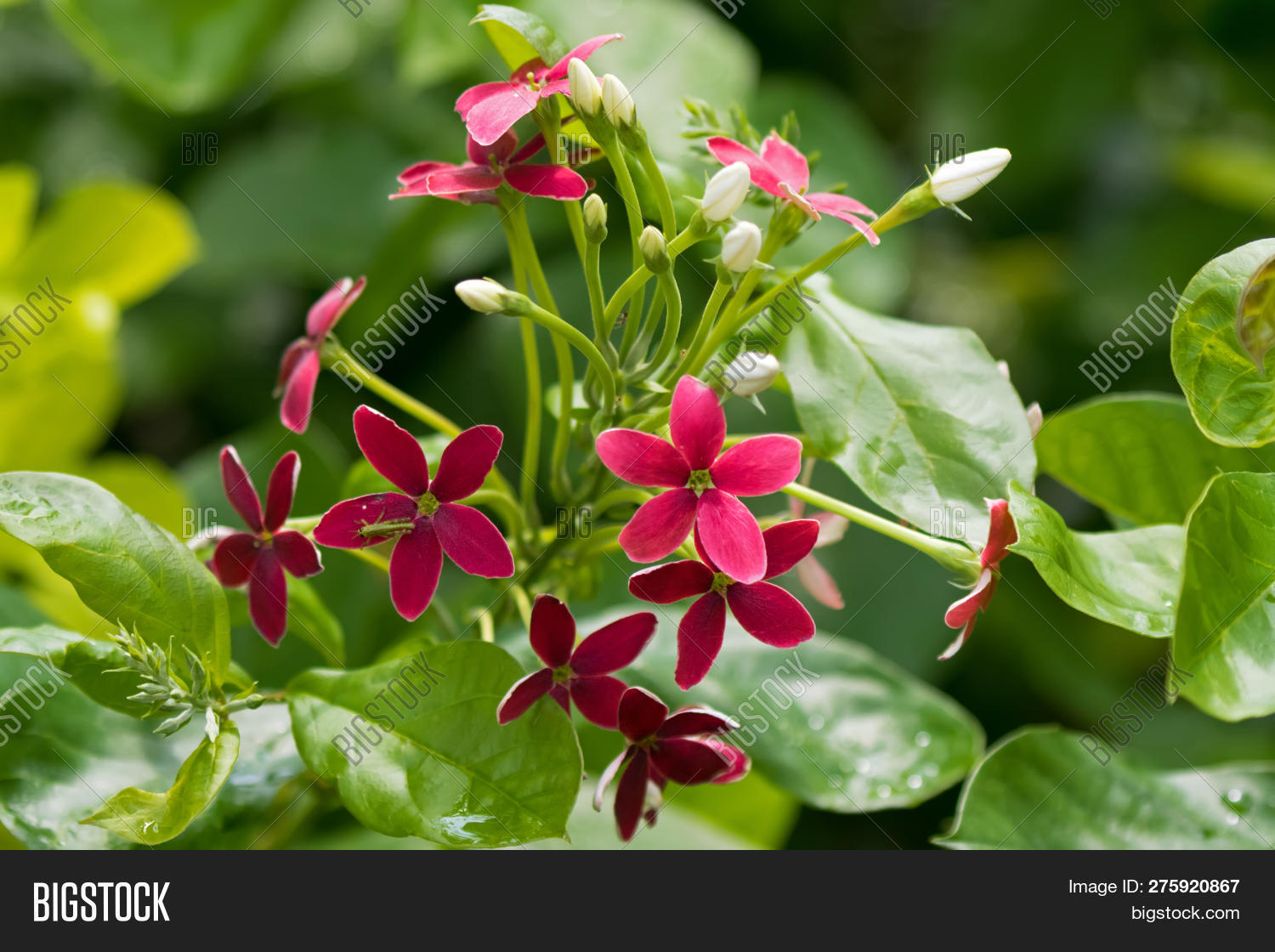 Closeup Red Flower Image & Photo (Free Trial) | Bigstock