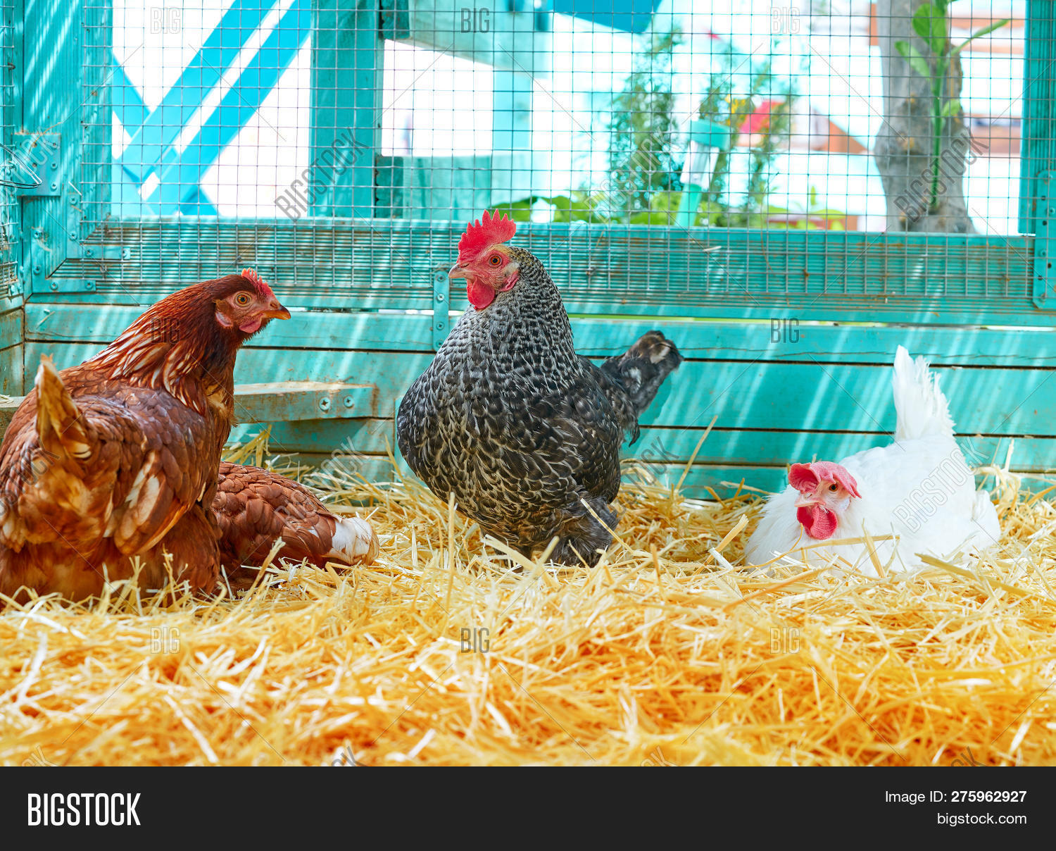 Hens Poultry Hen House Image & Photo (Free Trial) | Bigstock