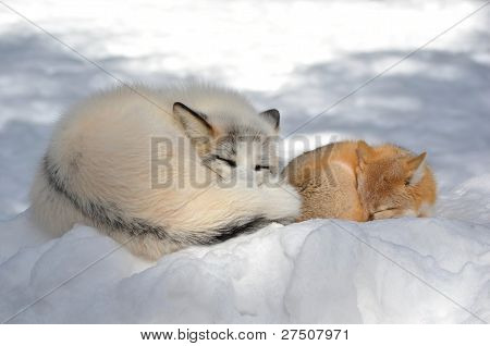 Swift Fox Red Fox Image & Photo (Free Trial) | Bigstock