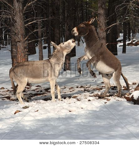 Fighting Donkeys Image & Photo (Free Trial) | Bigstock
