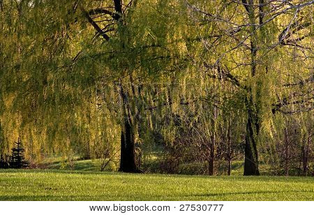 Willow Trees Walk Way Image & Photo (Free Trial) | Bigstock