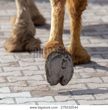 Hooves Camel Walking Image & Photo (Free Trial) | Bigstock