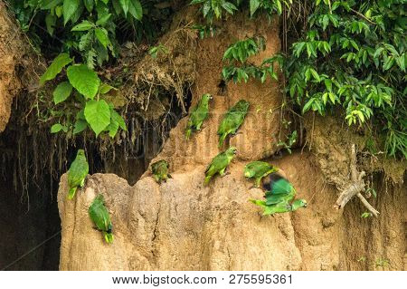 Green Parrots On Clay Image & Photo (Free Trial) | Bigstock