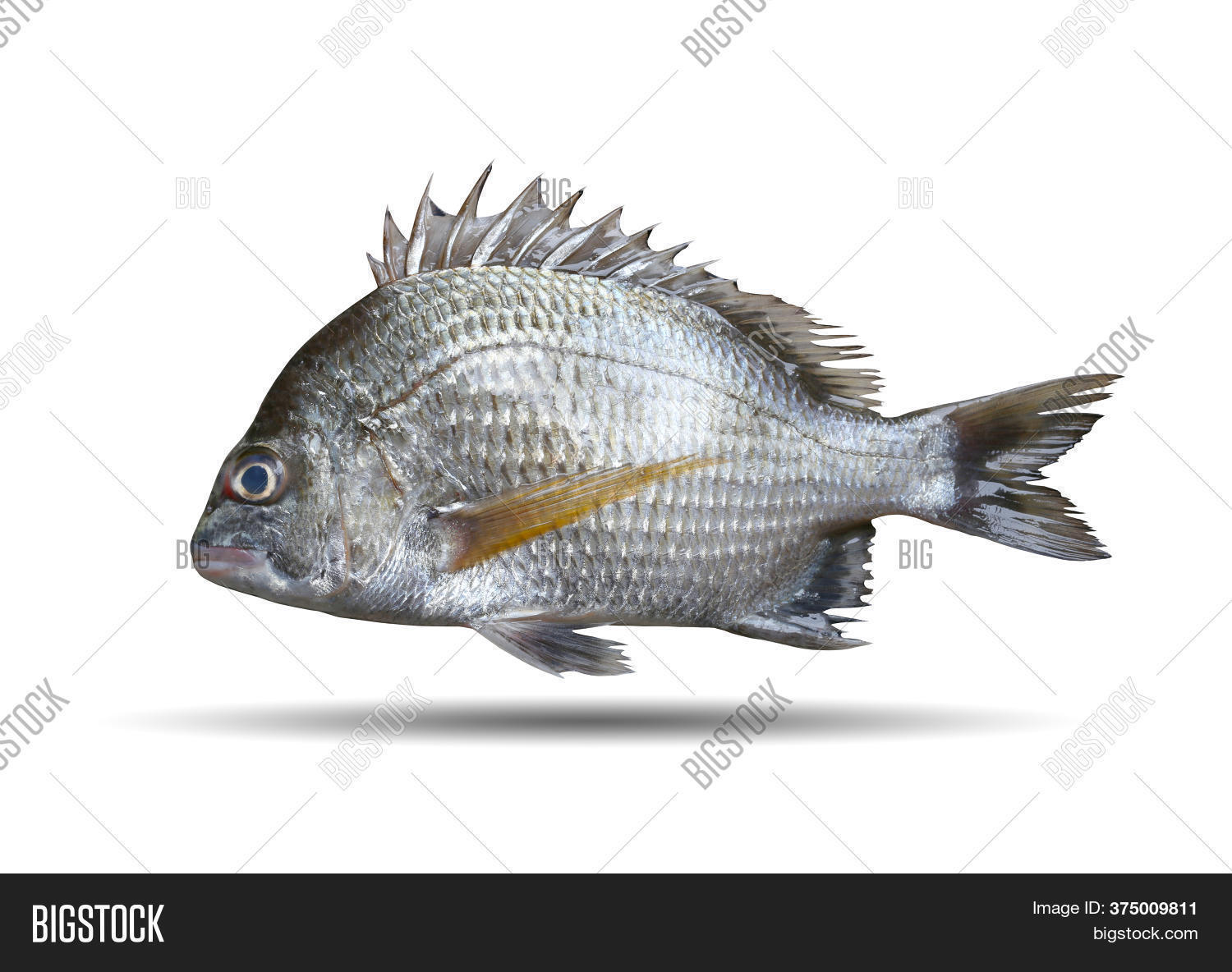 Picnic Seabream Image & Photo (Free Trial) | Bigstock