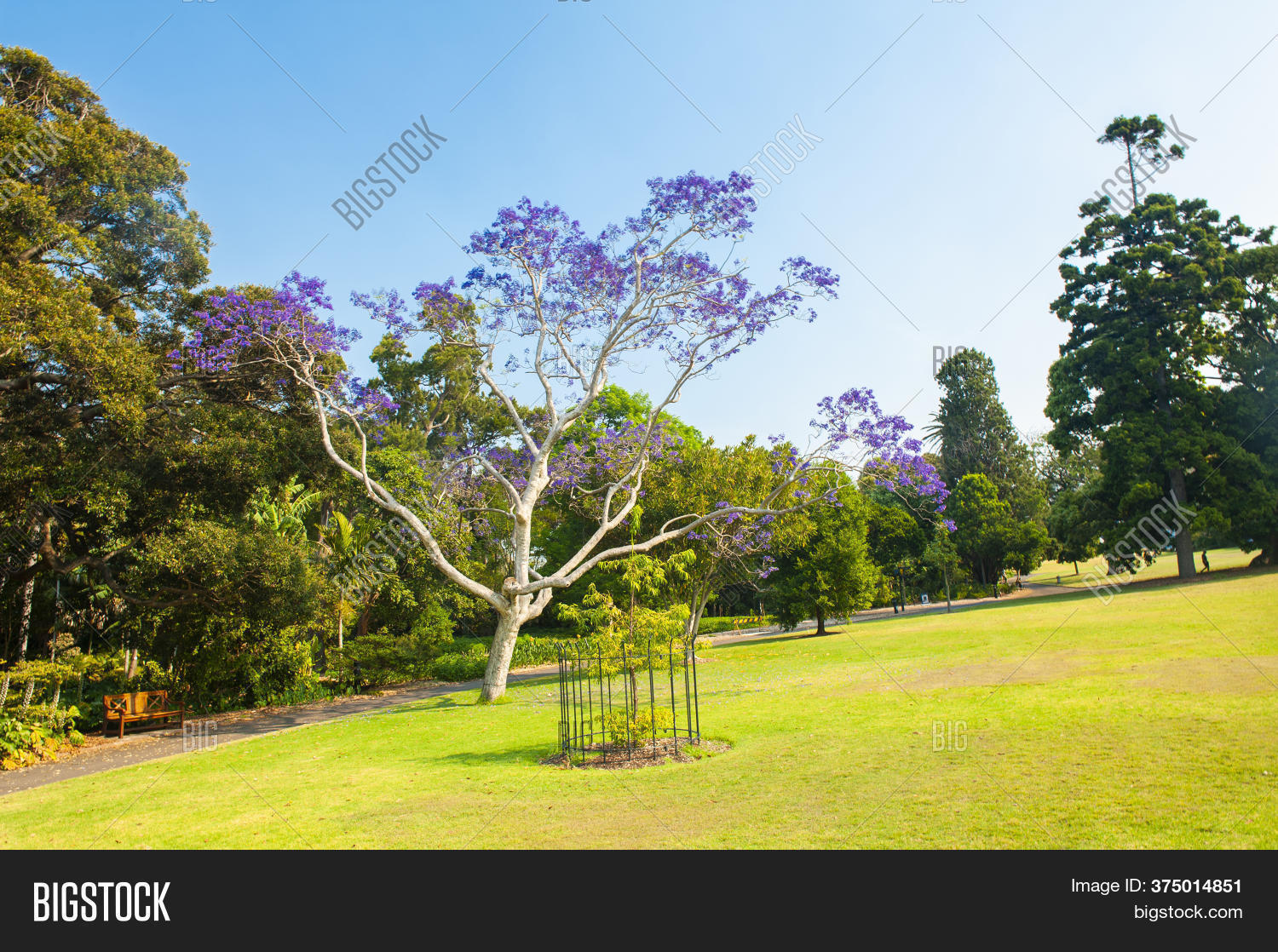 Blooming Jacaranda Image & Photo (Free Trial) | Bigstock