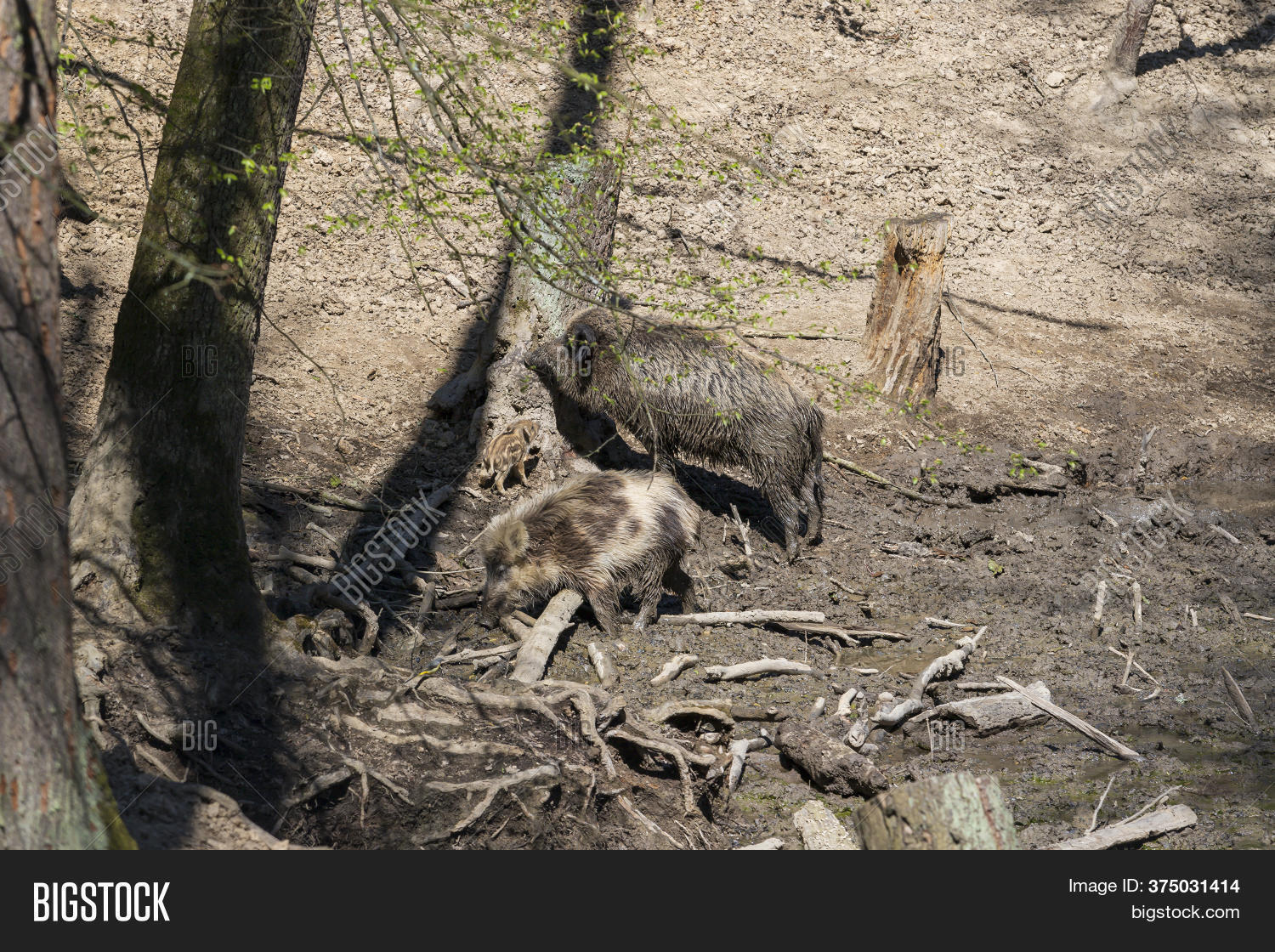 Wild Boar - Sus Scrofa Image & Photo (Free Trial) | Bigstock