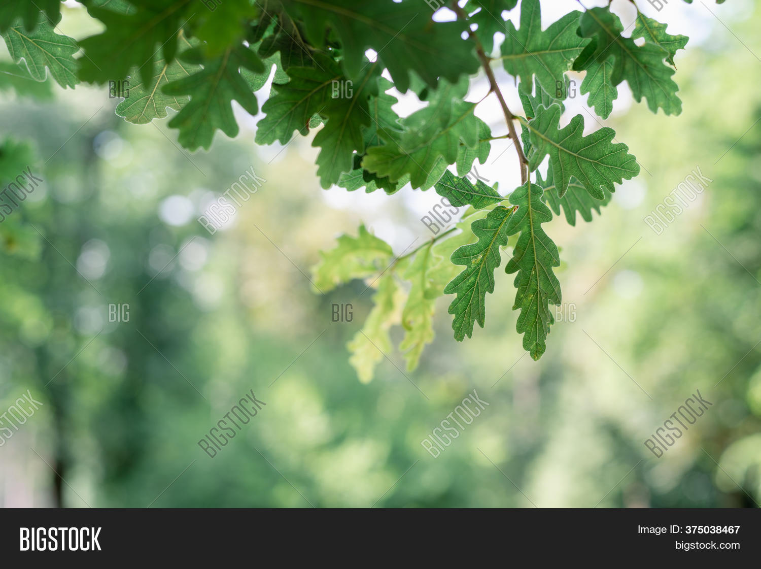 Close Tree Leaves Image & Photo (Free Trial) | Bigstock