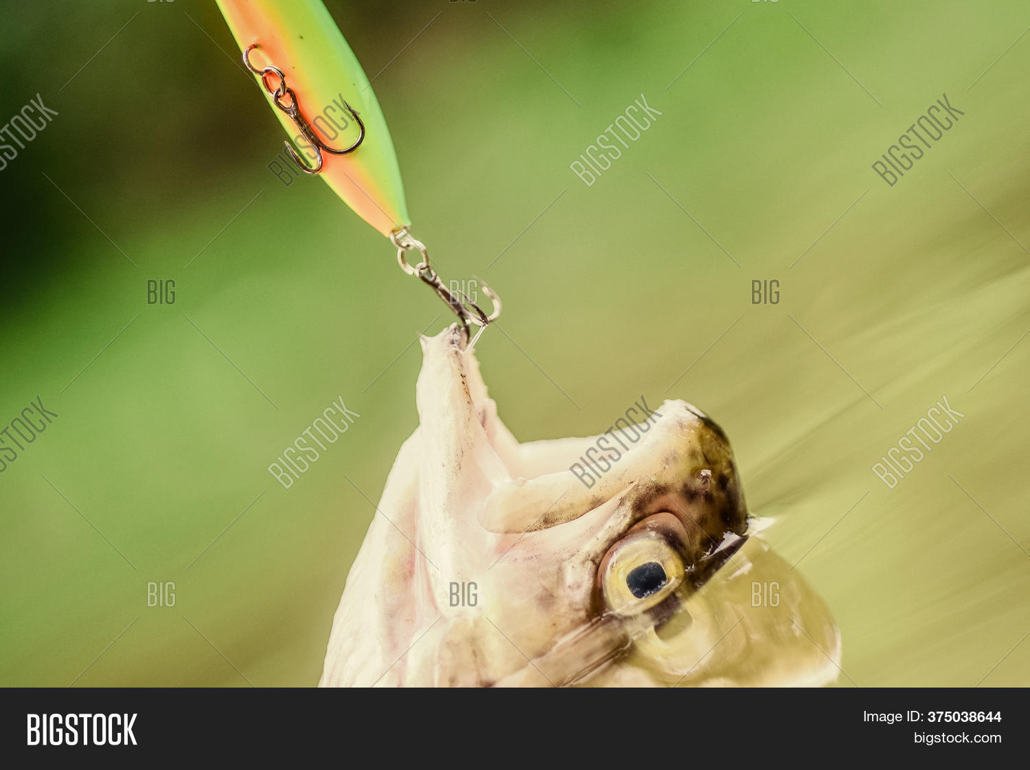 Trout Bait. Catch Fish Image & Photo (Free Trial) | Bigstock