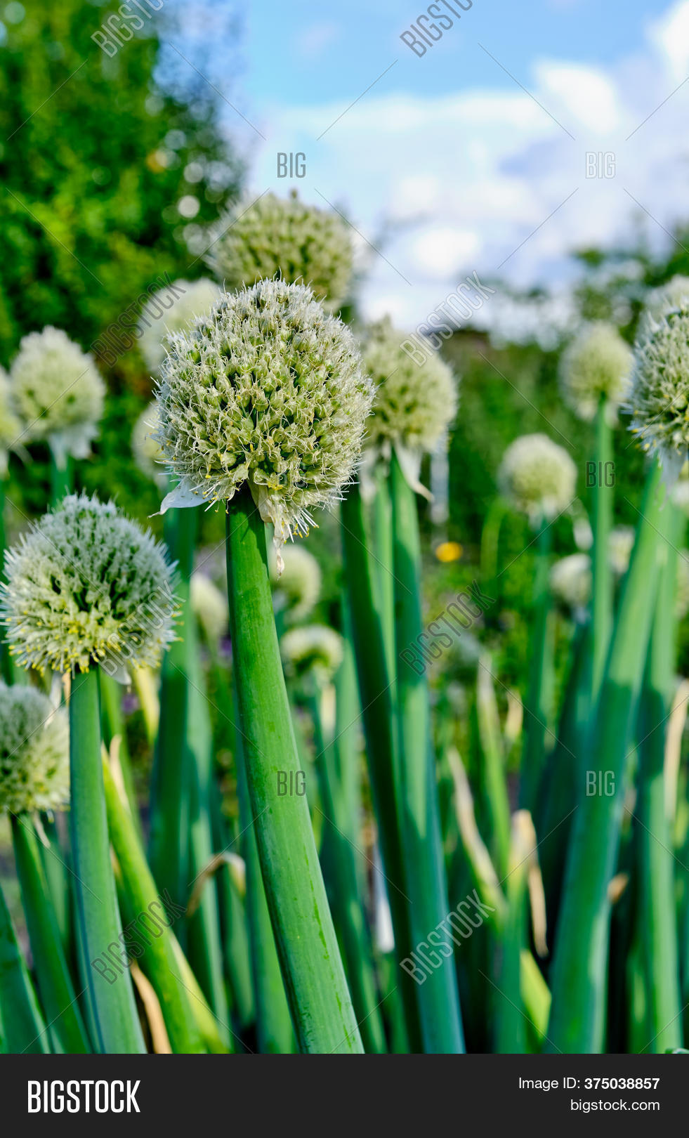 Blooming Welsh Onion Image & Photo (Free Trial) | Bigstock