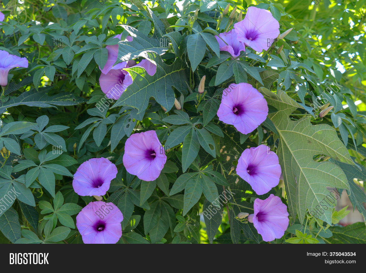 Ipomoea Cairica, Image & Photo (Free Trial) | Bigstock