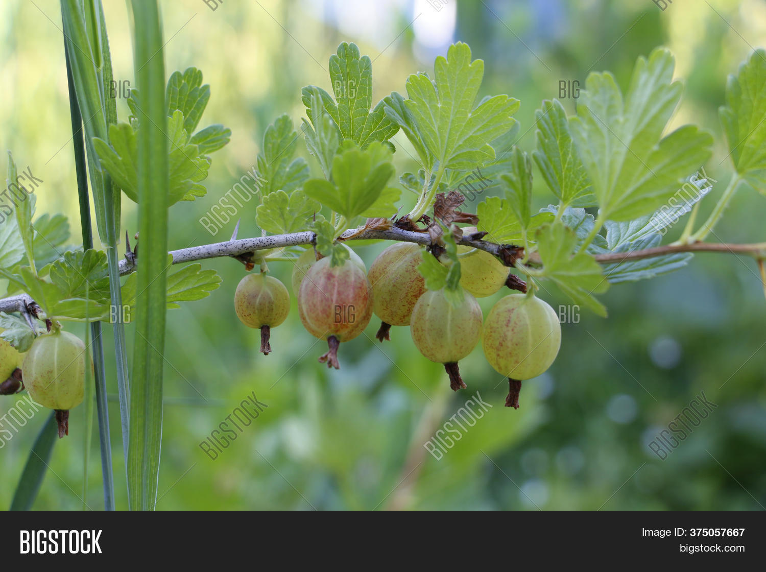 Fresh Green Image & Photo (Free Trial) | Bigstock