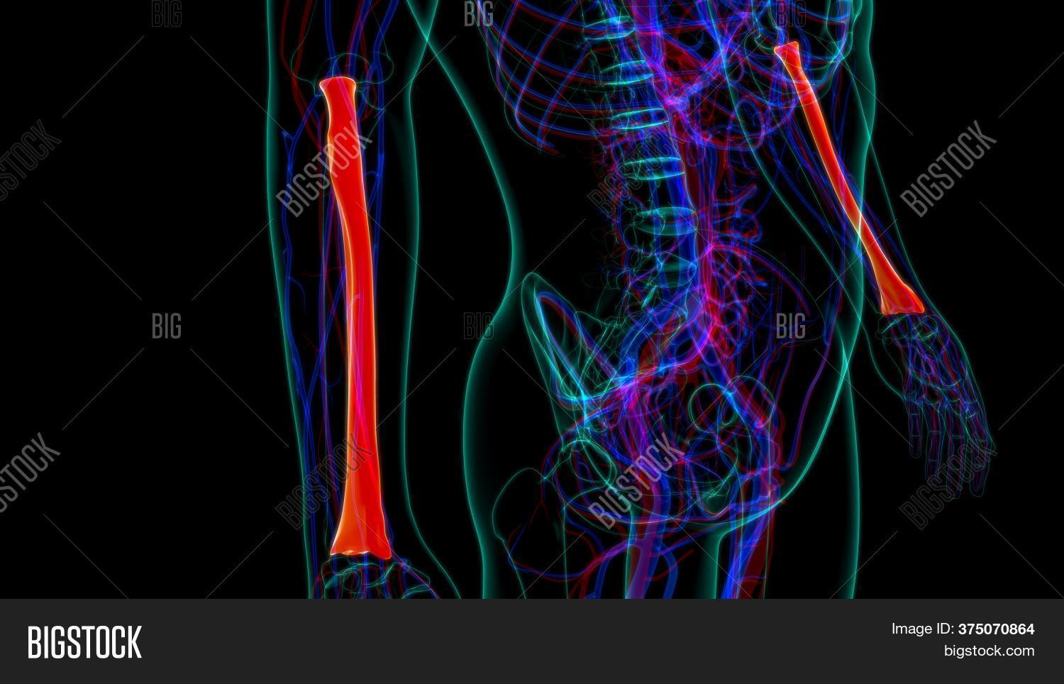 Human Skeleton Anatomy Image & Photo (Free Trial) | Bigstock