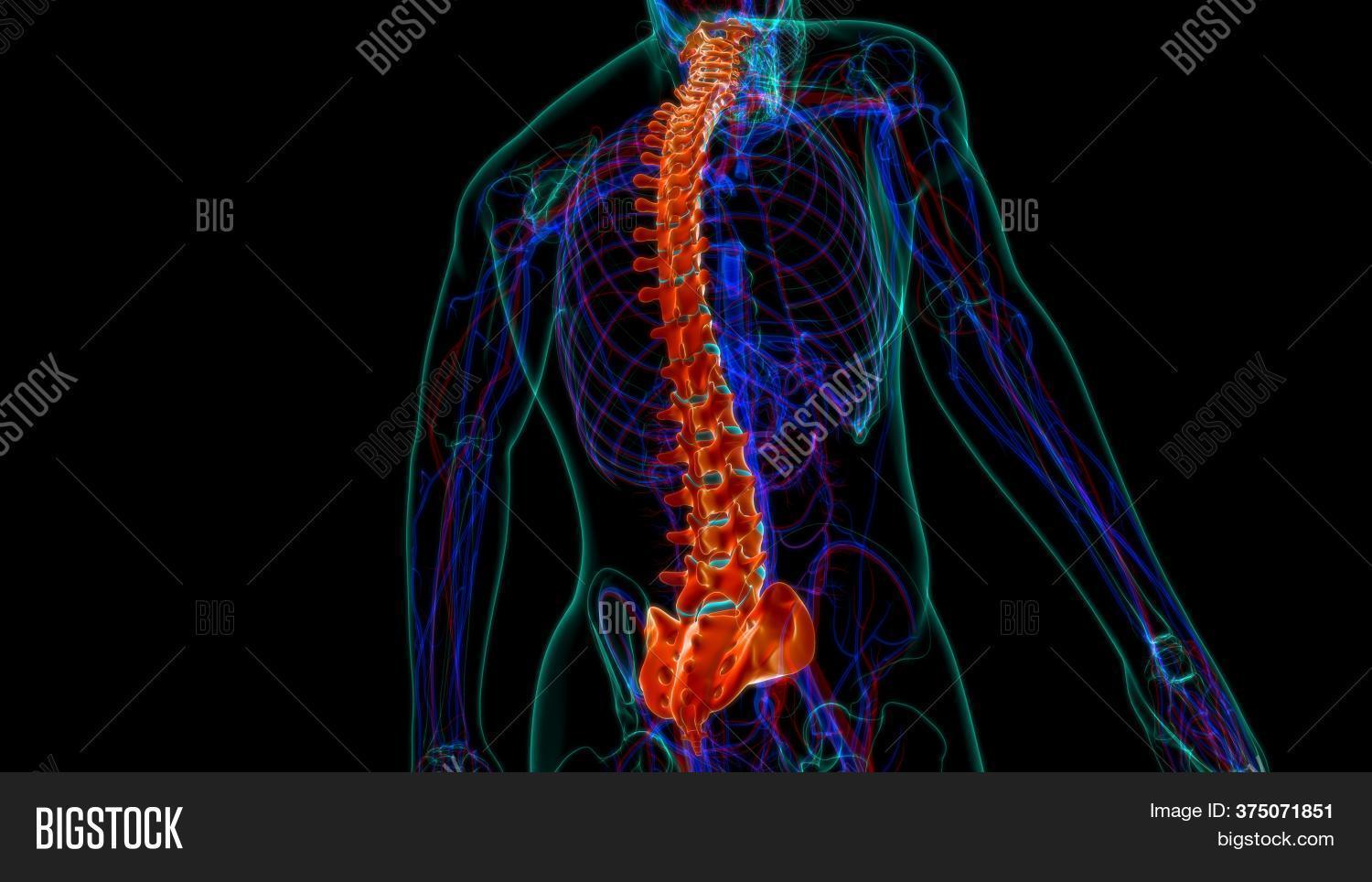 Human Skeleton Image & Photo (Free Trial) | Bigstock