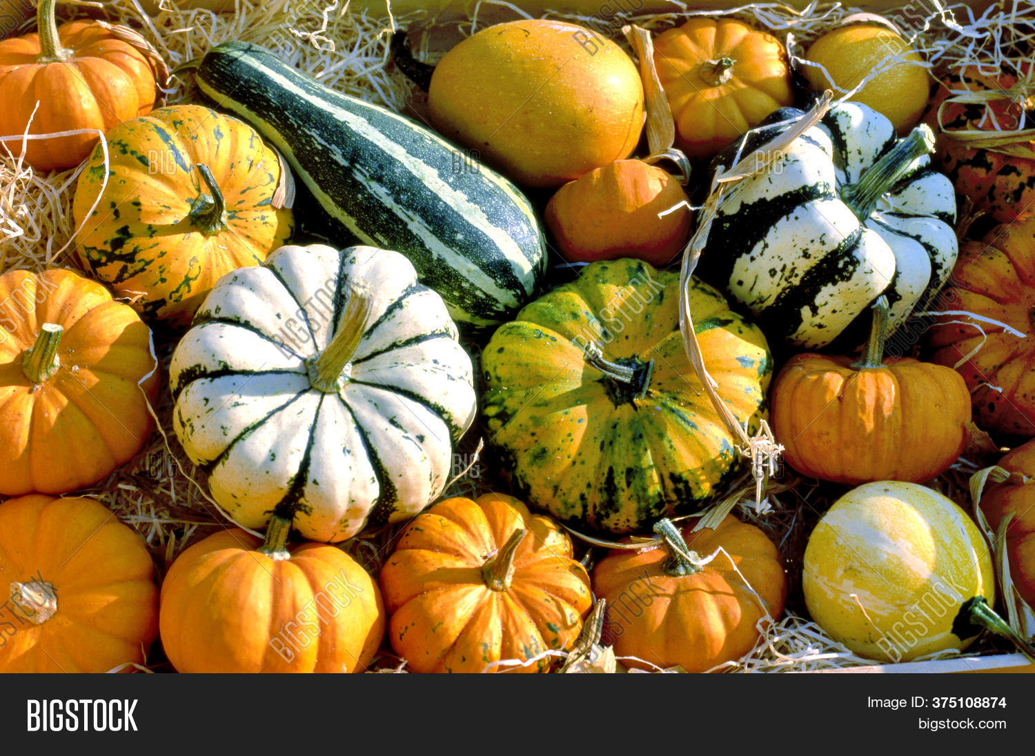Different Marrows Image & Photo (Free Trial) | Bigstock