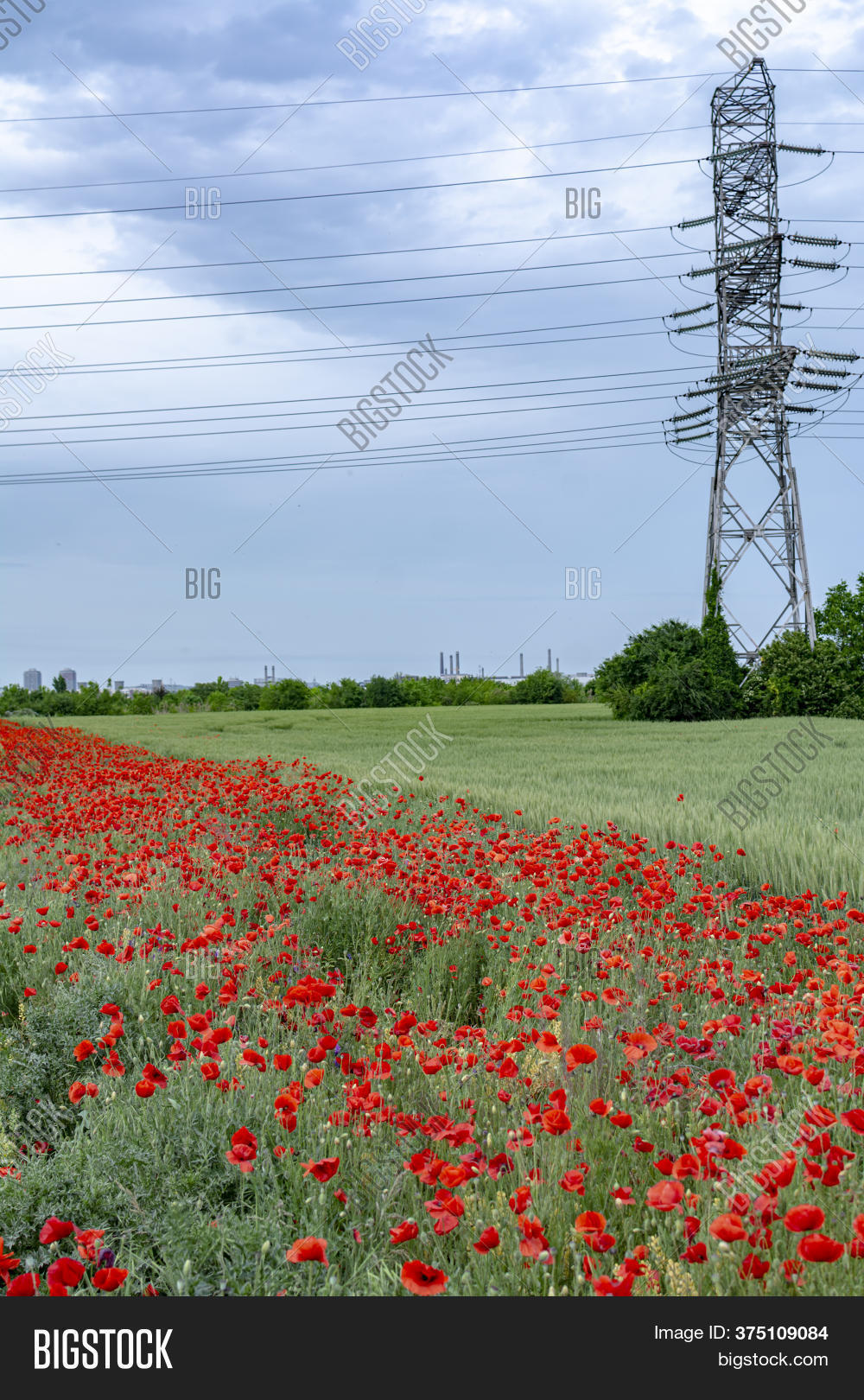 Field Bright Red Image & Photo (Free Trial) | Bigstock