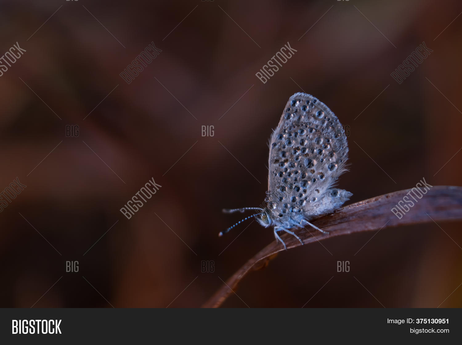 Macro Tiny Grass Blue Image & Photo (Free Trial) | Bigstock