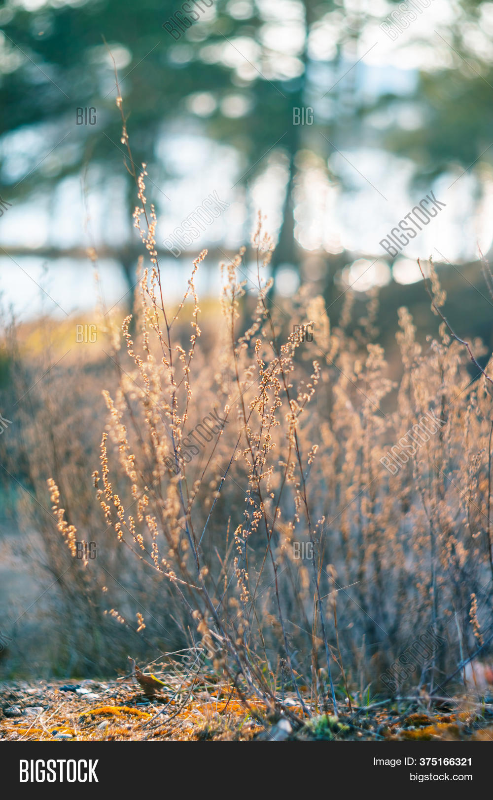 Dry Grass Background. Image & Photo (Free Trial) | Bigstock