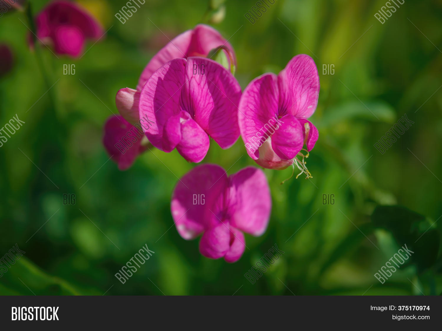 Pink Sweet Pea Flowers Image & Photo (Free Trial) | Bigstock