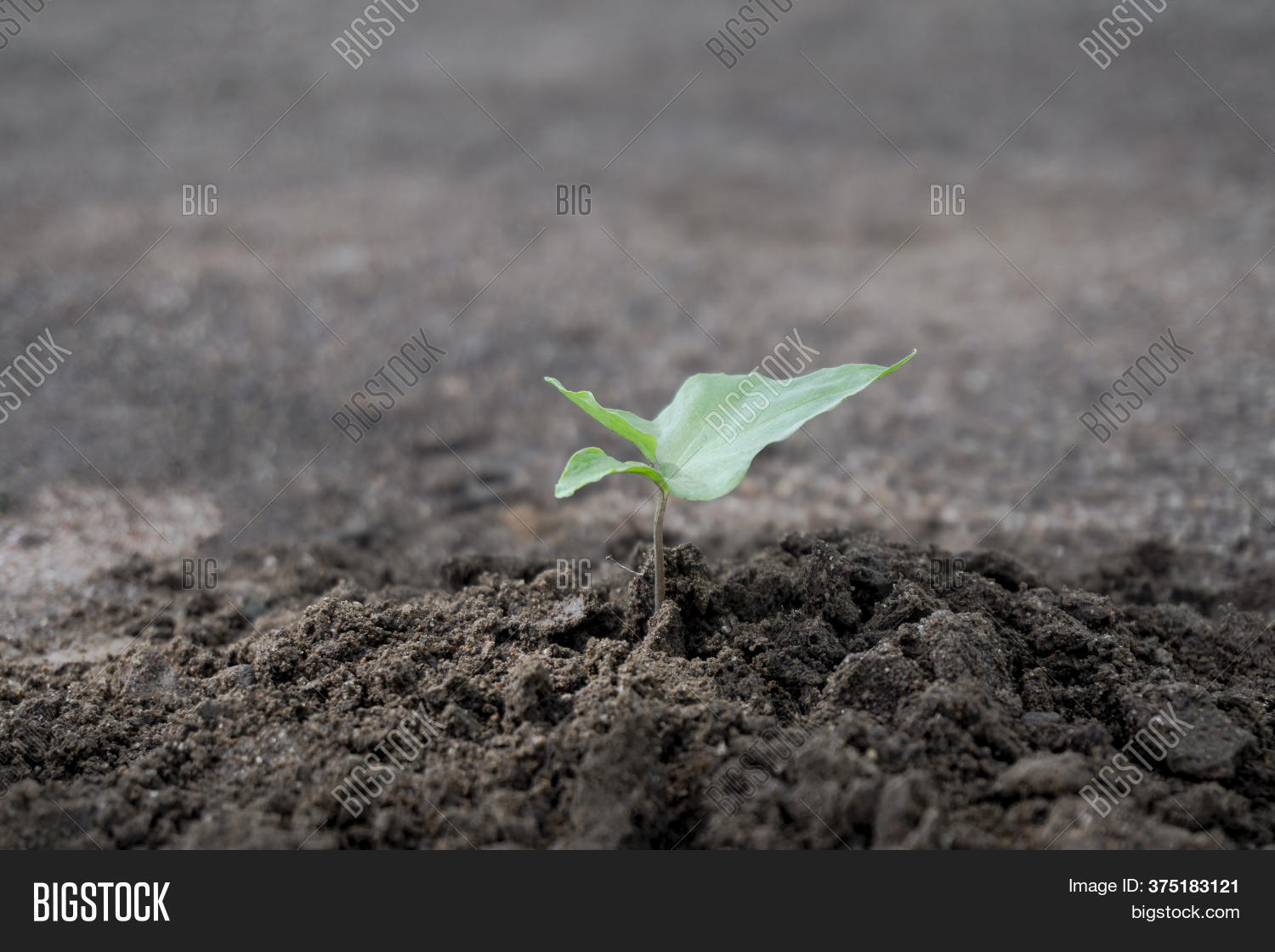 Seedling Growth Plant Image & Photo (Free Trial) | Bigstock