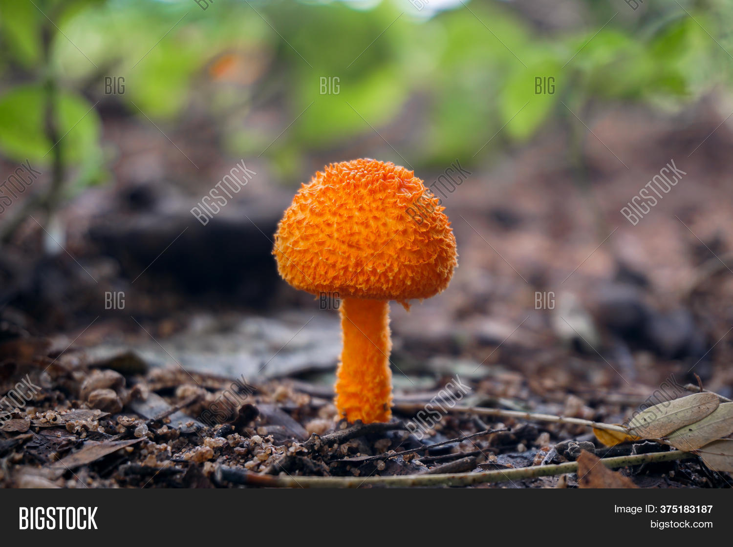 Botanical Orange Color Image & Photo (Free Trial) | Bigstock