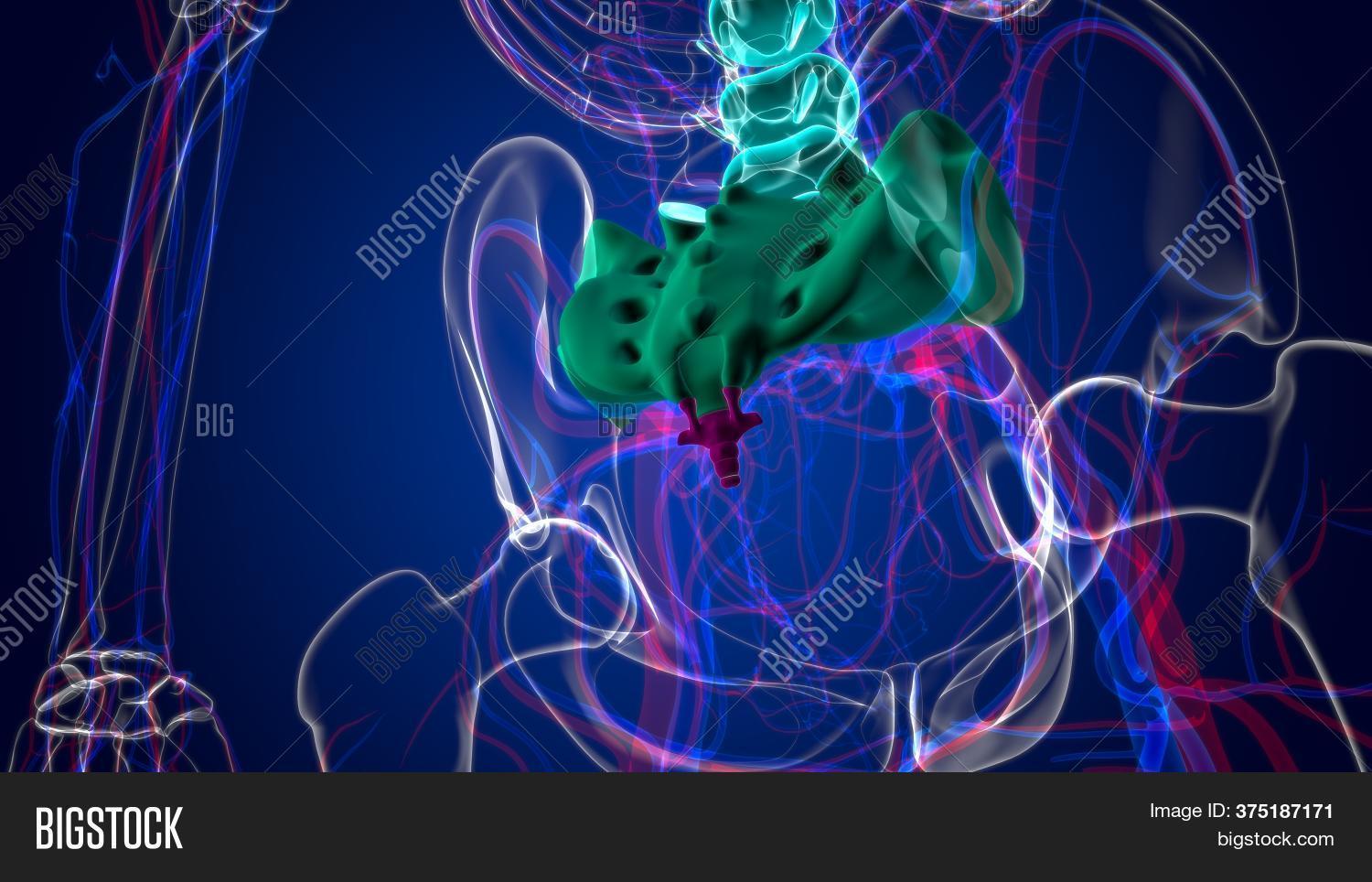 Human Skeleton Image & Photo (Free Trial) | Bigstock