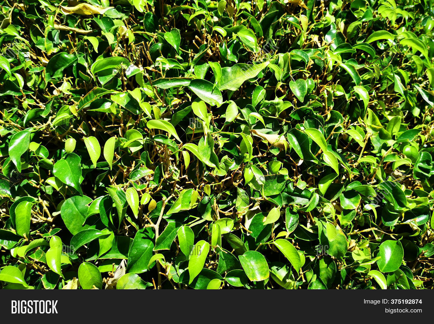 Ficus Benjamina Image & Photo (Free Trial) | Bigstock