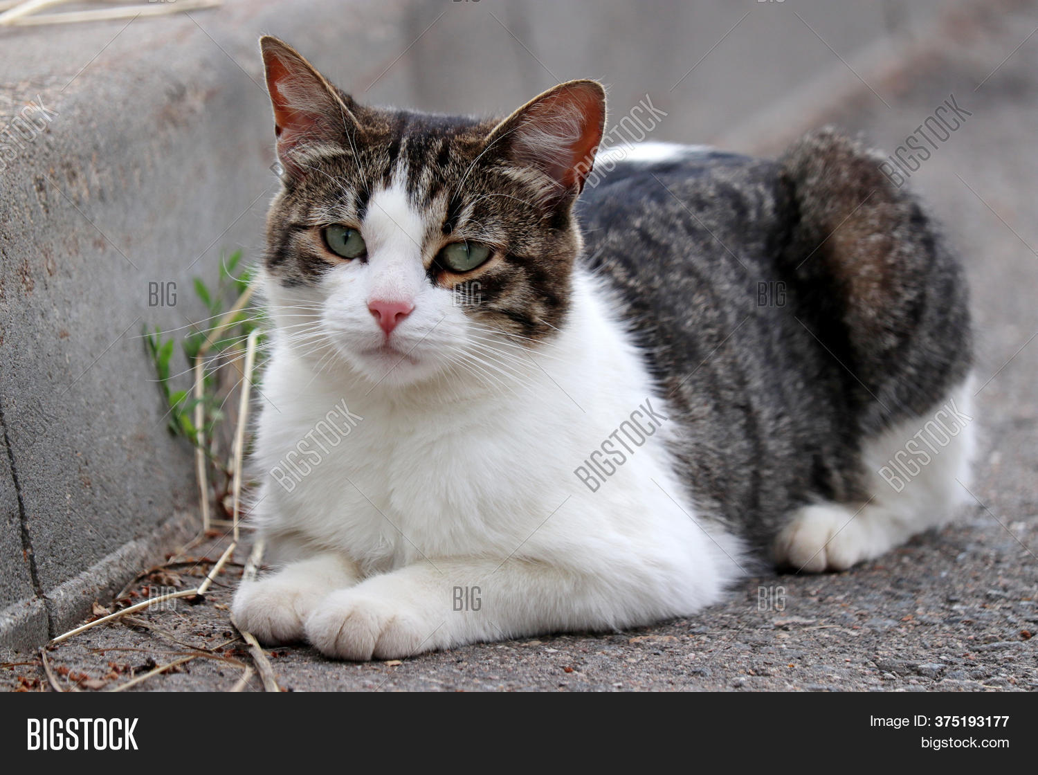 Sad Stray Cat Sitting Image & Photo (Free Trial) | Bigstock