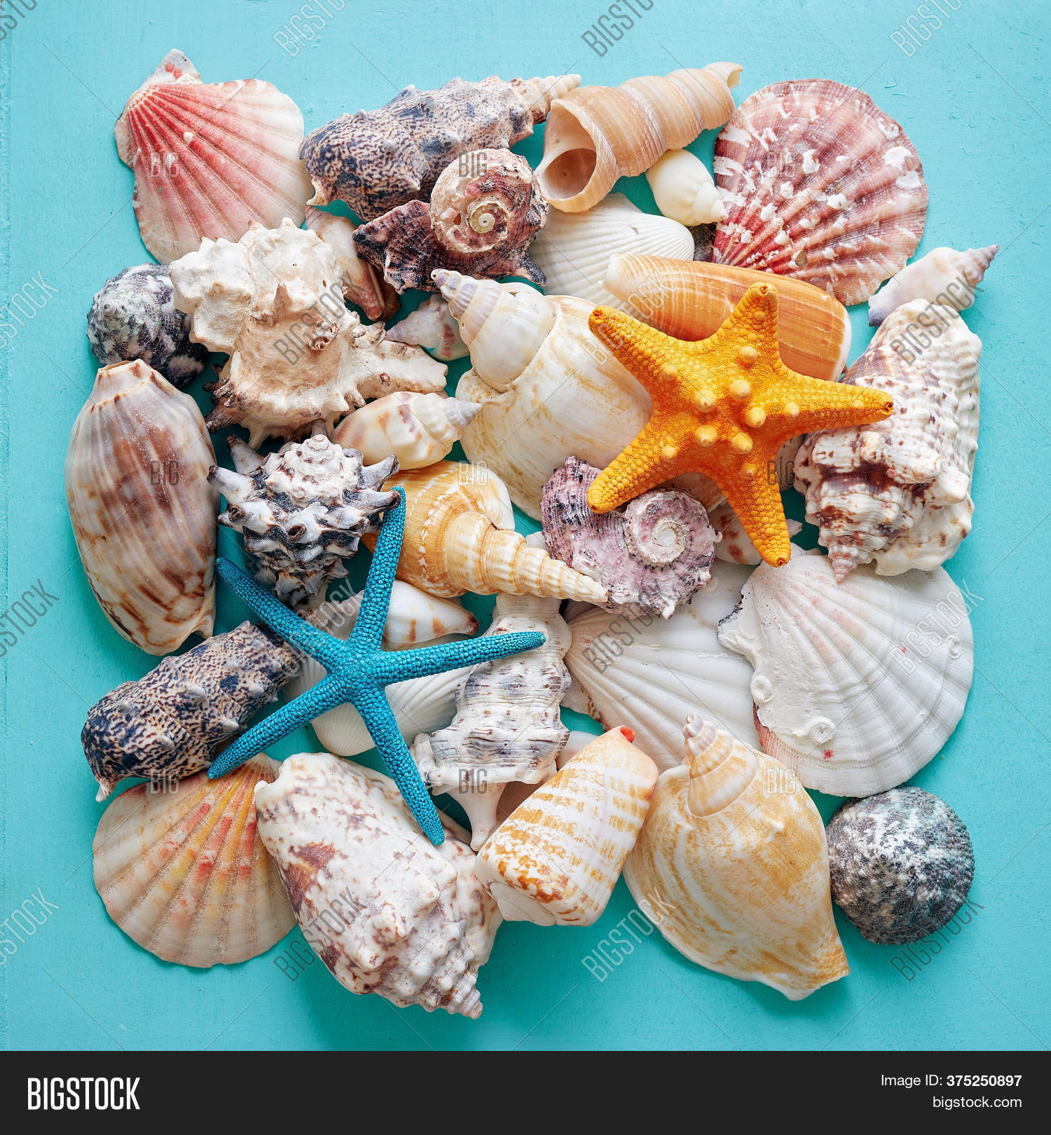 Selection Sea Shells Image & Photo (Free Trial) | Bigstock