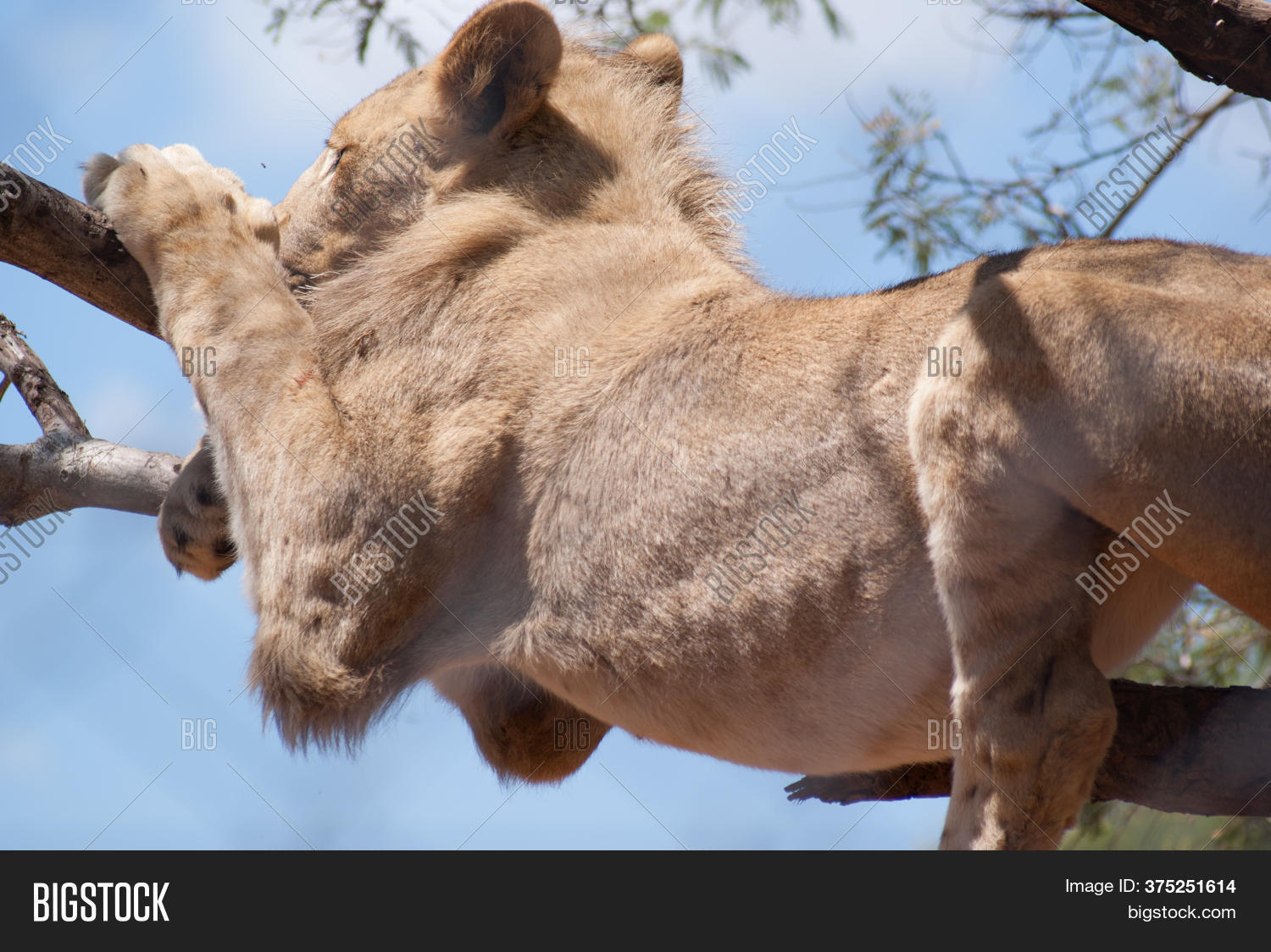 Big Female Lion Image & Photo (Free Trial) | Bigstock