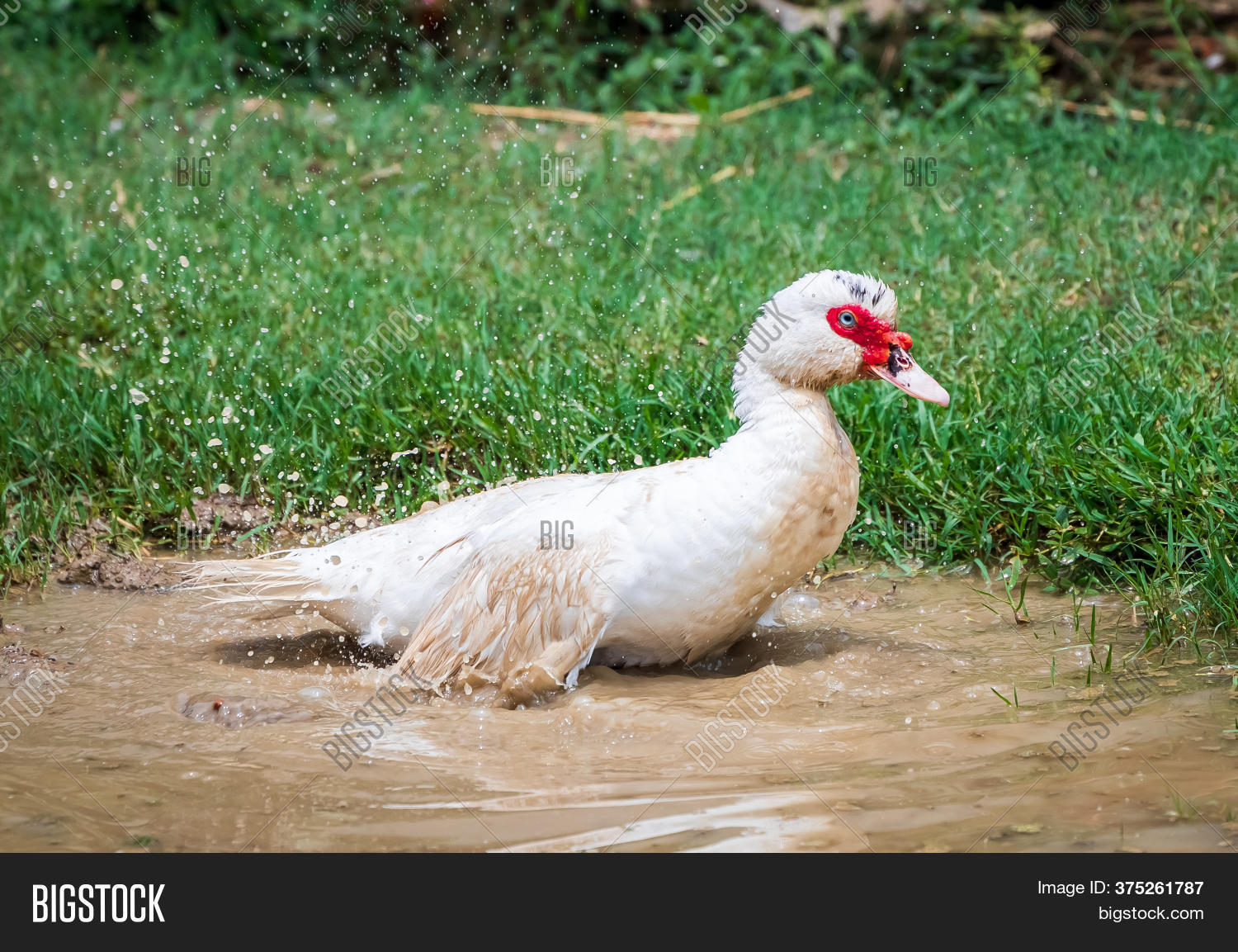 Portrait Muscovy Duck Image & Photo (Free Trial) | Bigstock