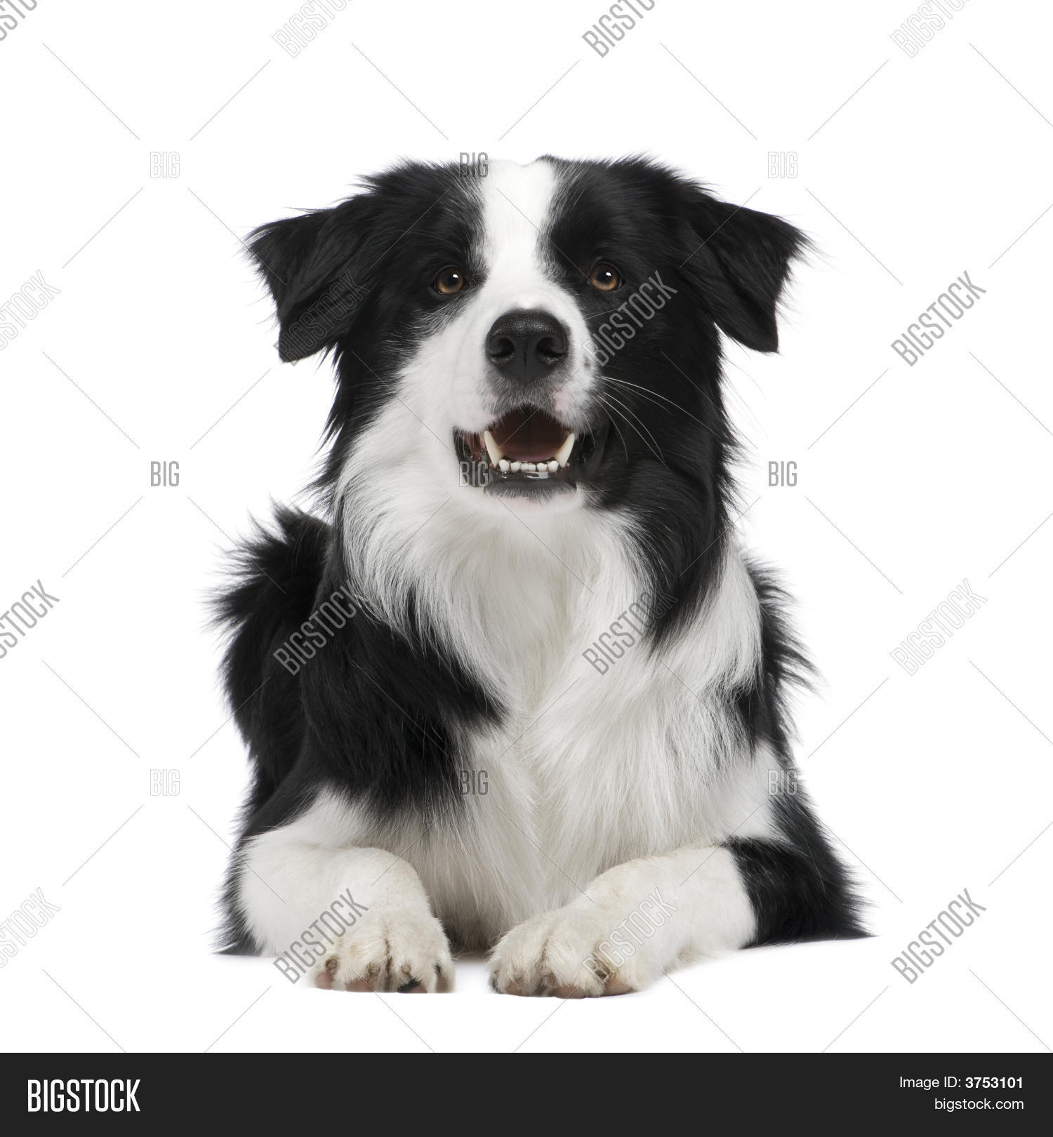 Border Collie Image & Photo (Free Trial) | Bigstock