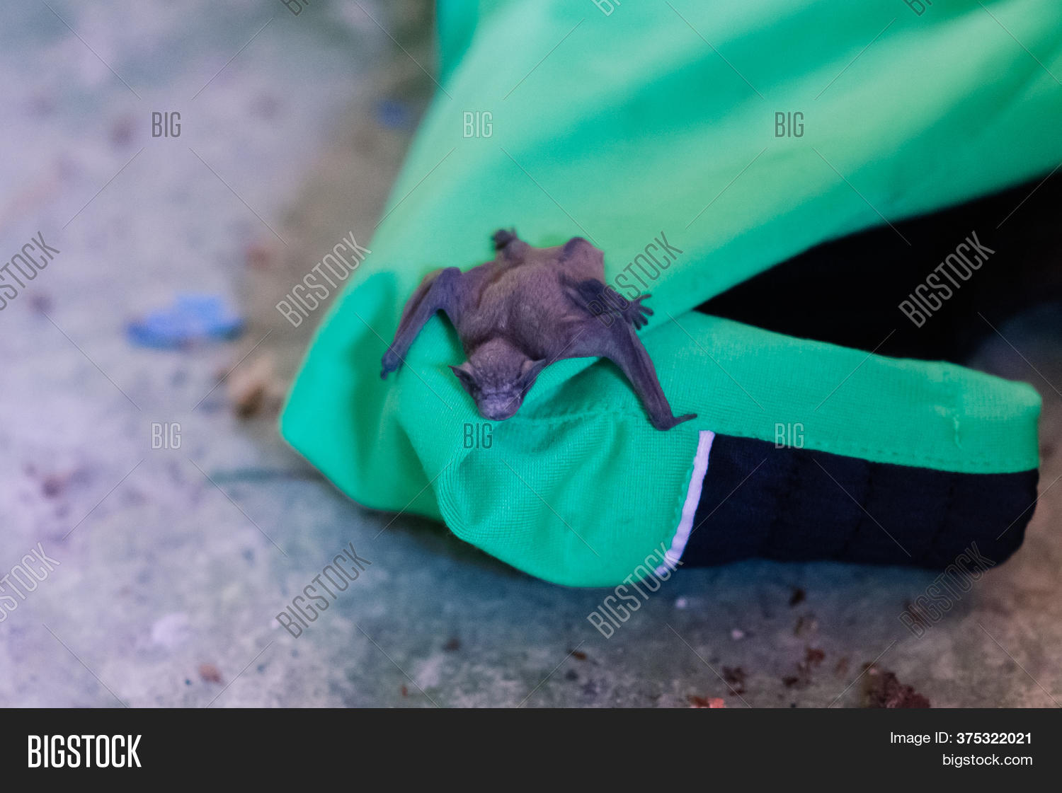 Small Bat, Baby Bat On Image & Photo (Free Trial) | Bigstock