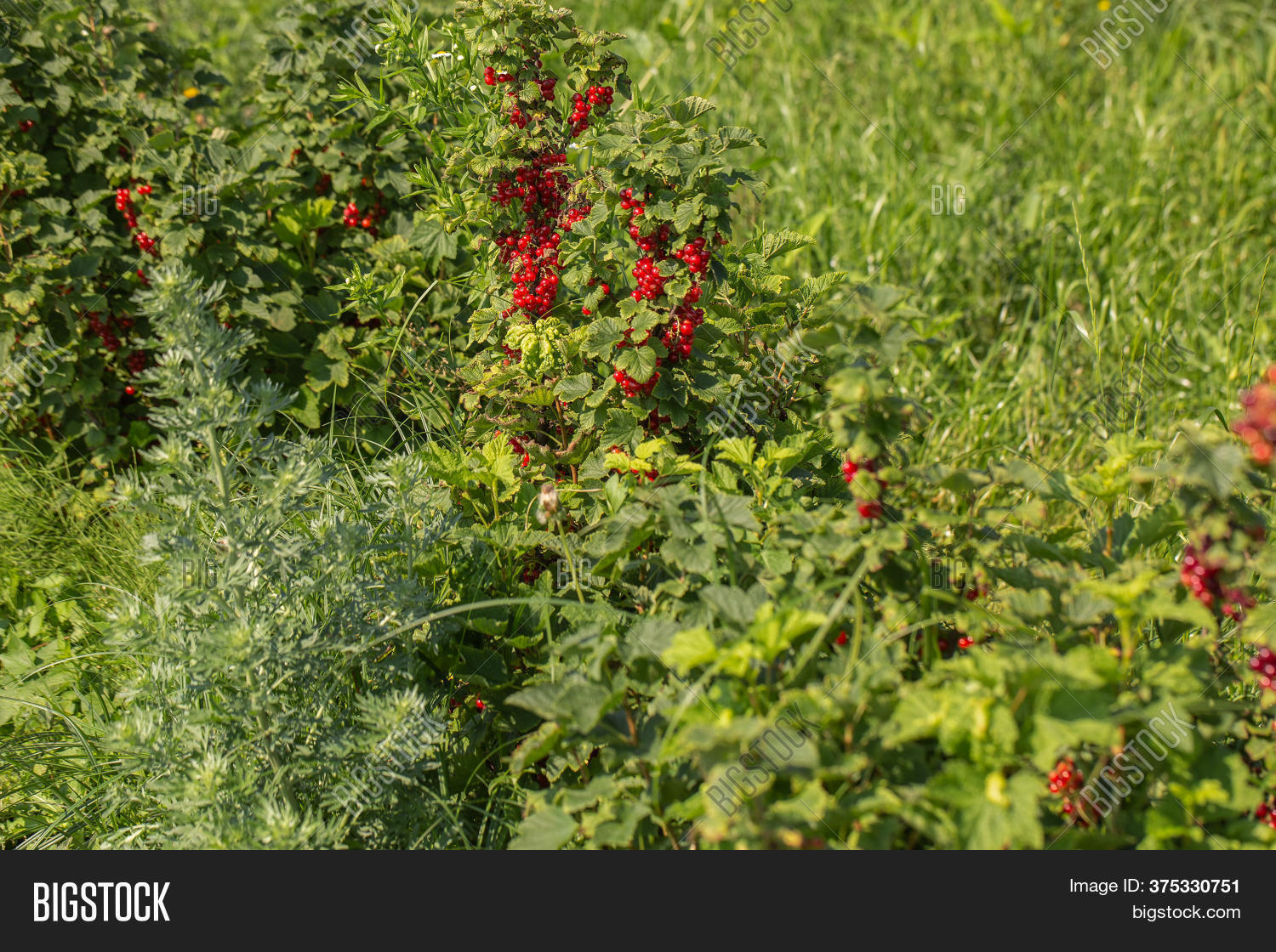 Red Currants On Bush Image & Photo (Free Trial) | Bigstock