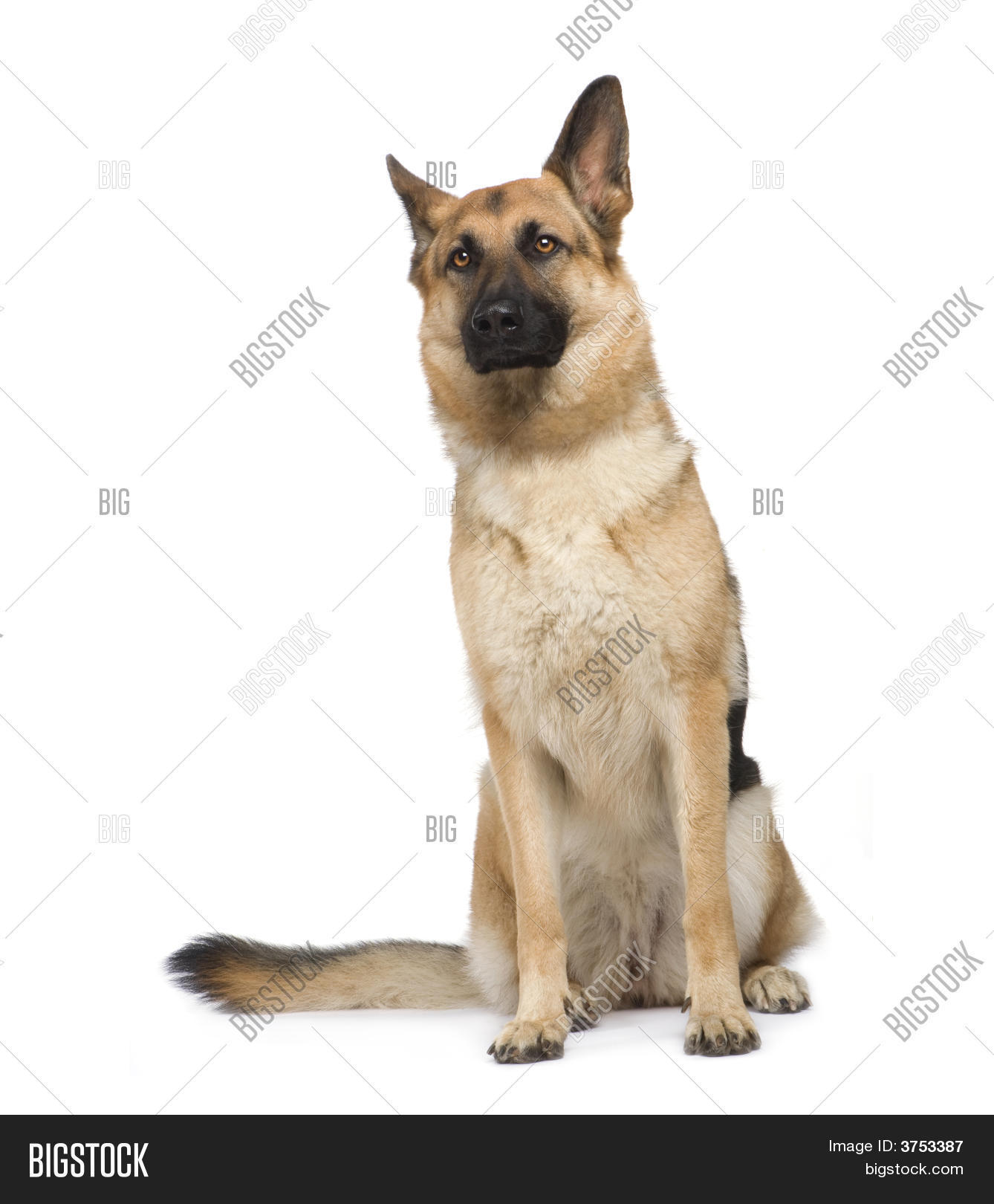 German Shepherd Image & Photo (Free Trial) | Bigstock