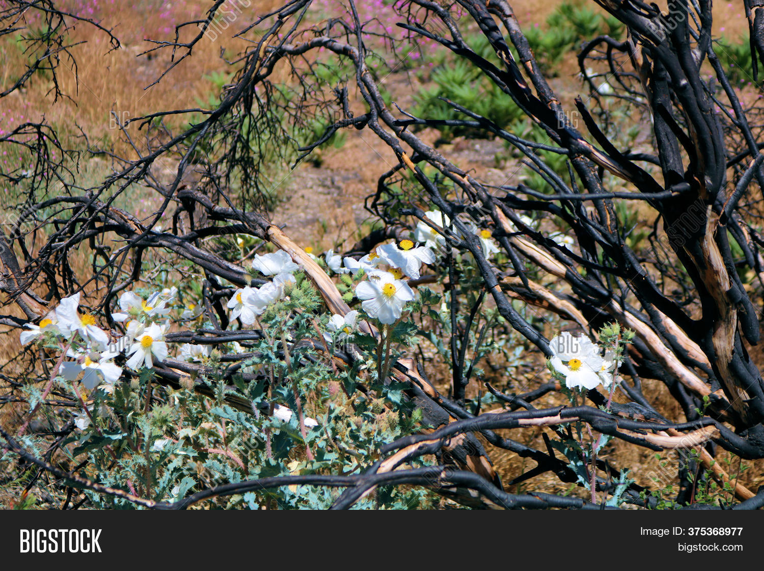 Matilija Poppy Plant Image & Photo (Free Trial) | Bigstock