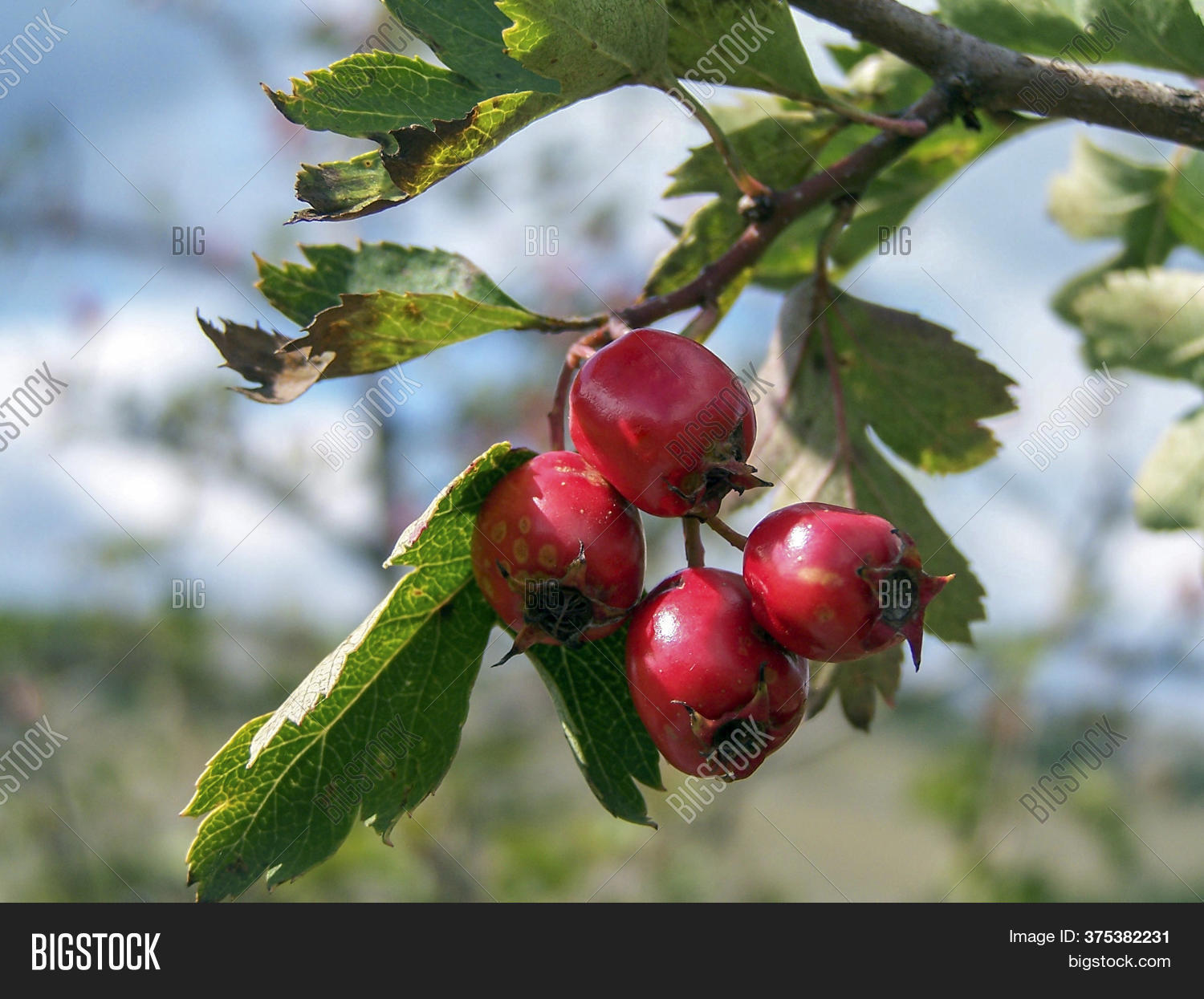 Red Berries Hawthorn Image & Photo (Free Trial) | Bigstock
