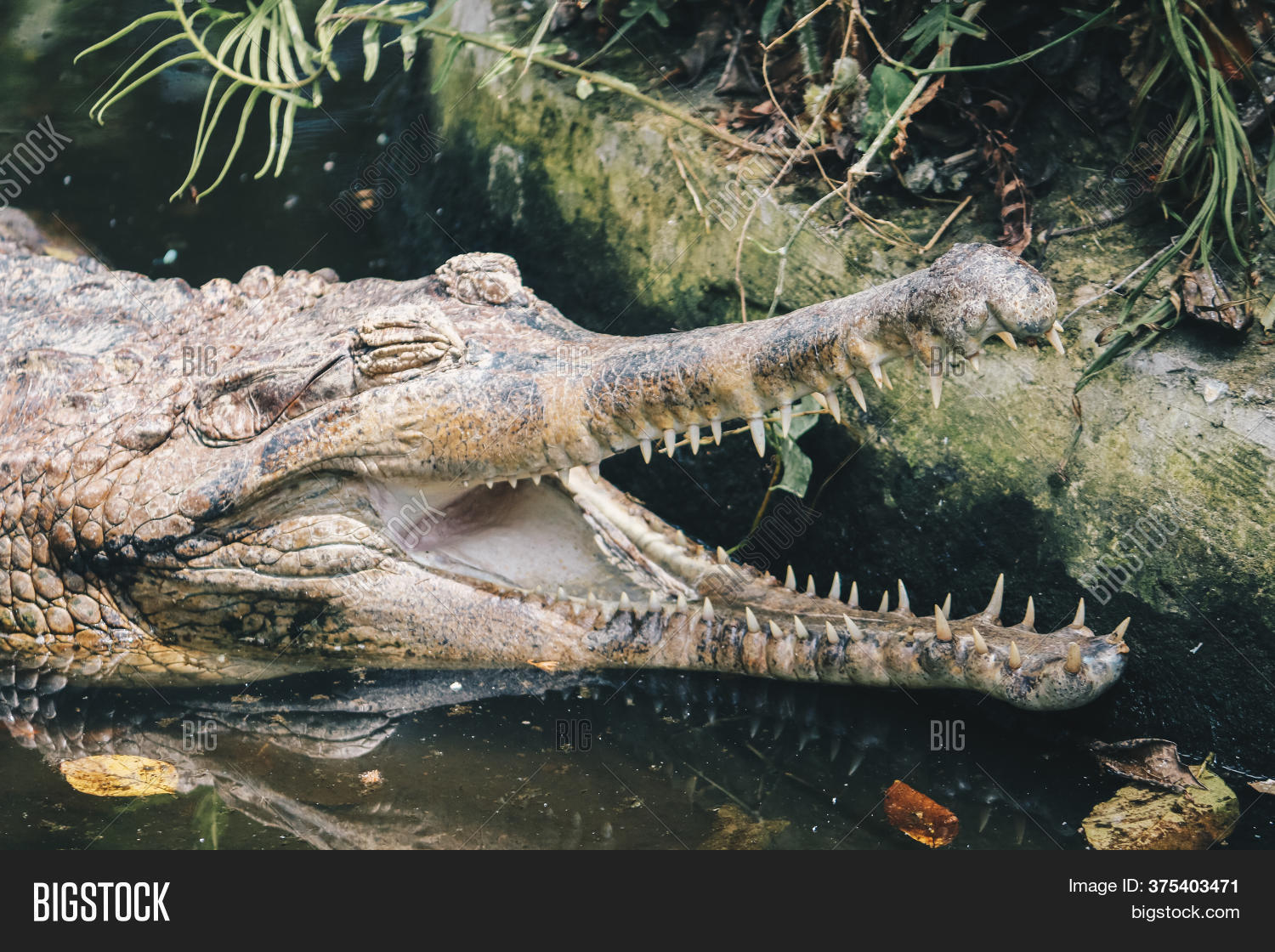 Matured Male Gharial ( Image & Photo (Free Trial) | Bigstock