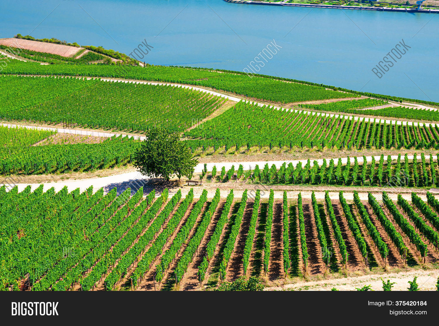 Vineyards Green Fields Image & Photo (Free Trial) | Bigstock
