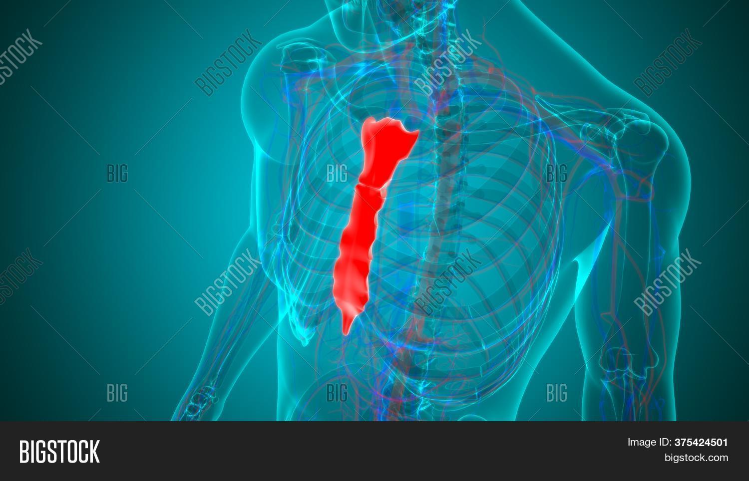 Human Skeleton Sternum Image & Photo (Free Trial) | Bigstock